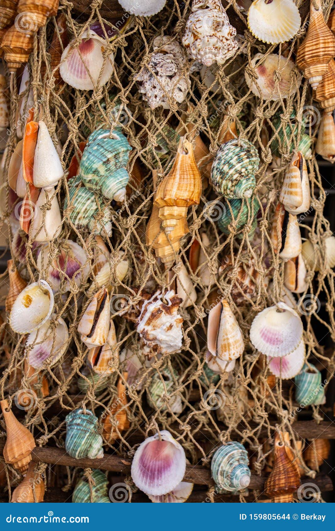 Various Types of Little Seashells Stock Photo - Image of summertime ...