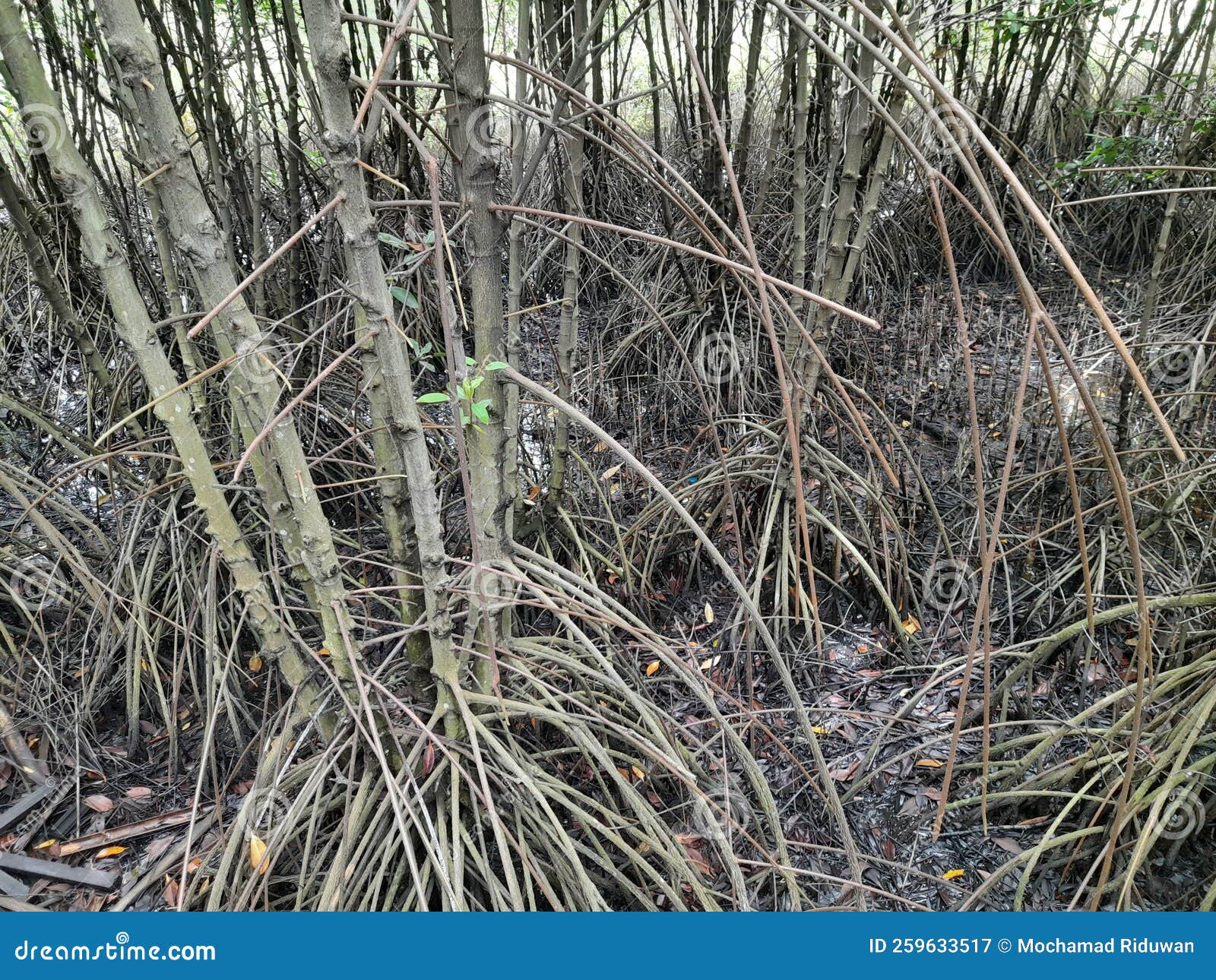 Various Types of Mangrove Plants in the Mangrove Forest Stock Image ...