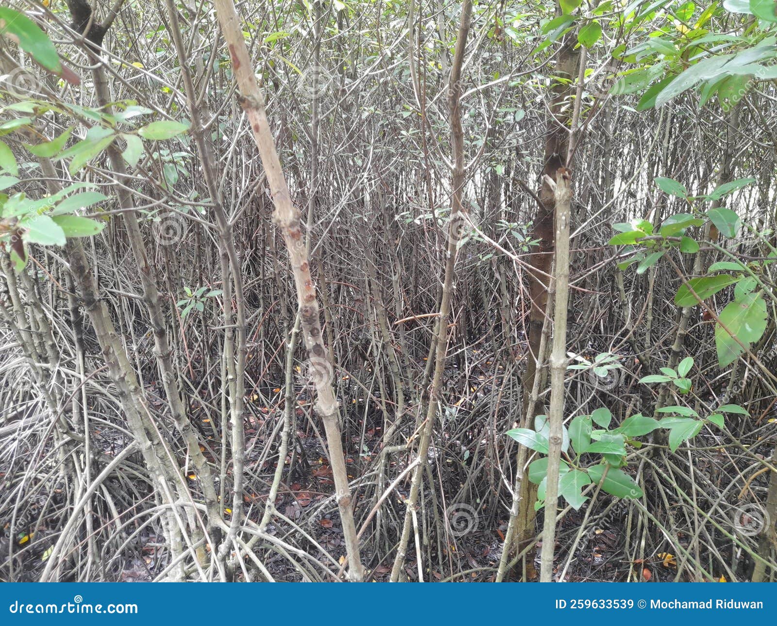 Various Types of Mangrove Plants in the Mangrove Forest Stock Image ...