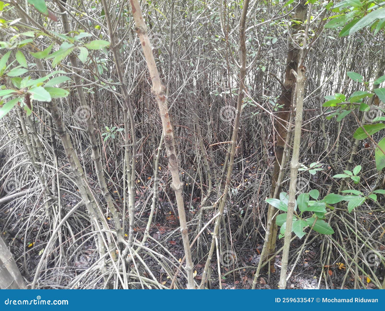 Various Types of Mangrove Plants in the Mangrove Forest Stock Image ...