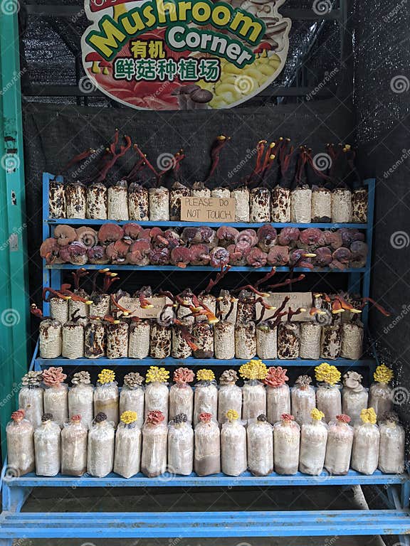 Various Types of Mushrooms are on Display Editorial Image - Image of ...