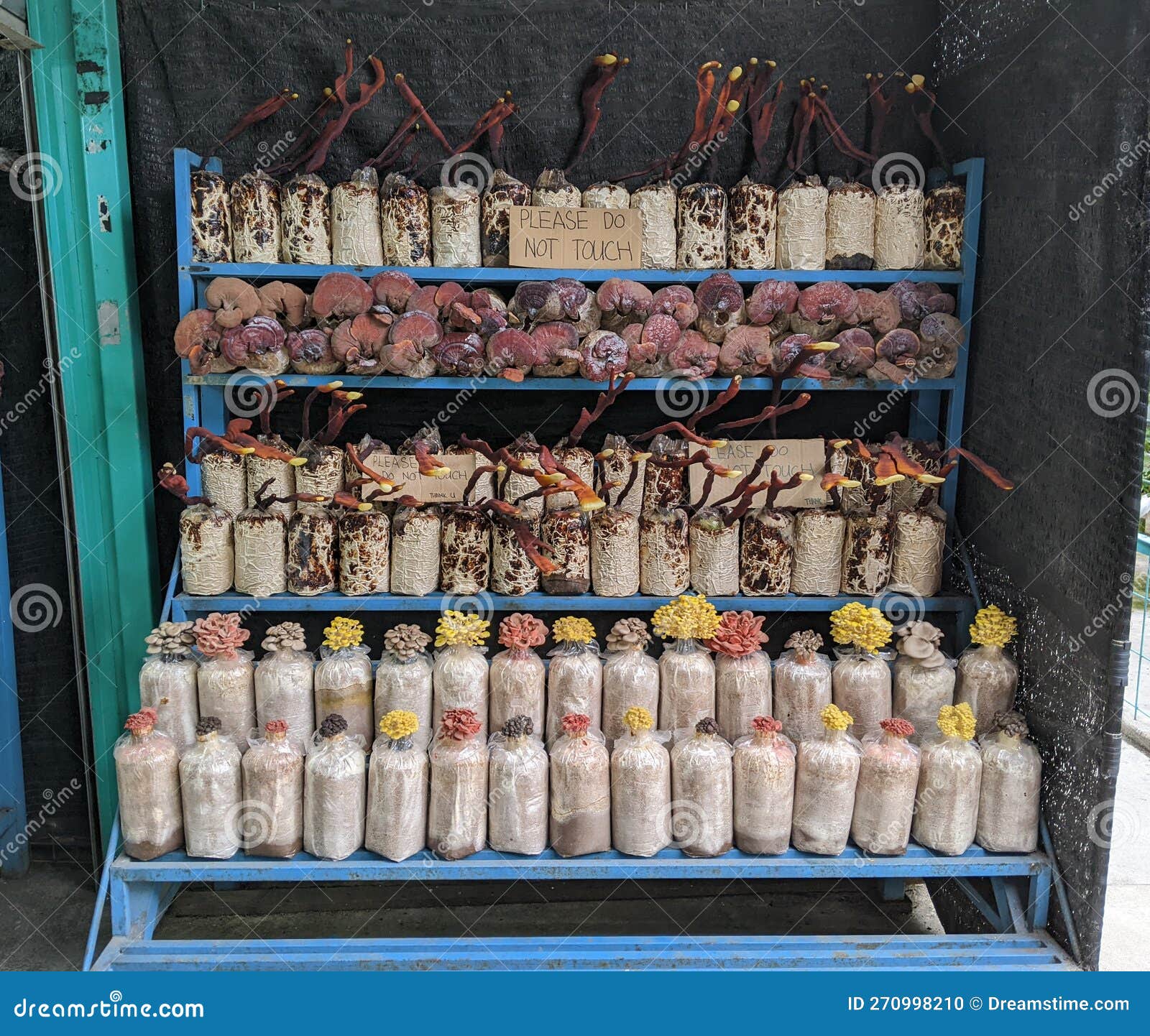 Various Types of Mushrooms are on Display Stock Photo - Image of ...