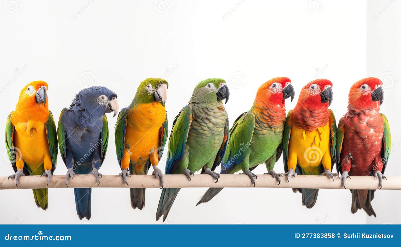 Various Types of Parrots are Sitting in a Row on a Branch, White ...