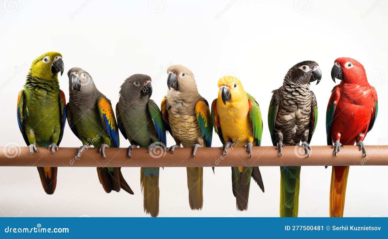 Various Types of Parrots are Sitting in a Row on a Branch, White ...