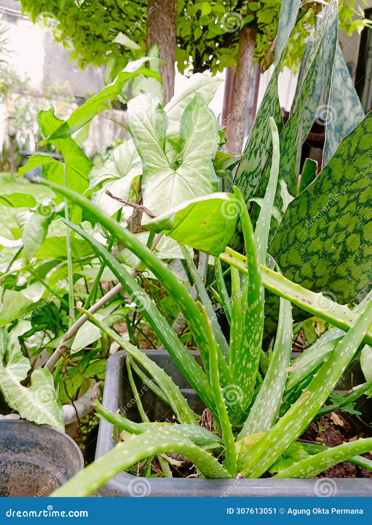 Various Types of Patterns Take Place Inside the Leaf of the Decorative ...