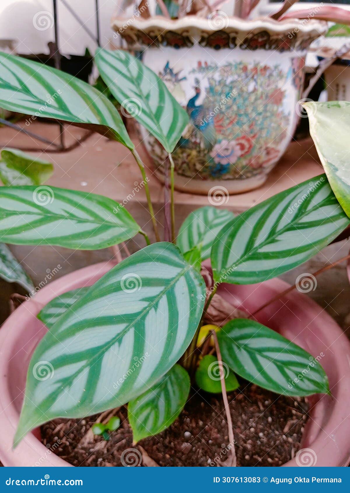 Various Types of Patterns Take Place Inside the Leaf of the Decorative ...