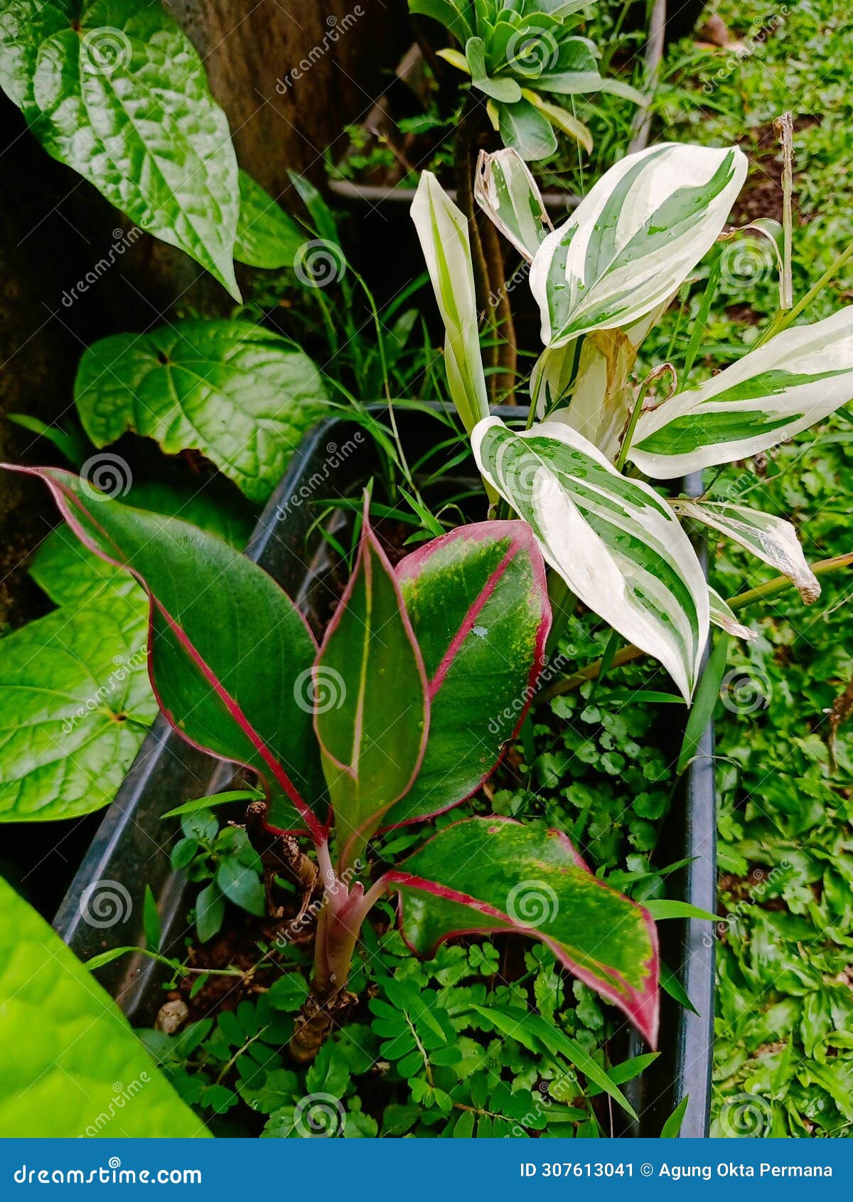 Various Types of Patterns Take Place Inside the Leaf of the Decorative ...