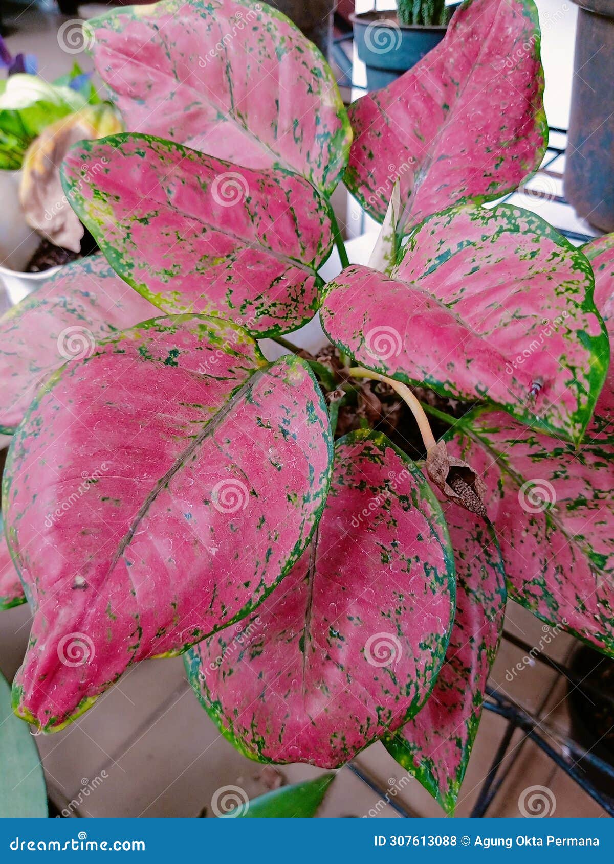 Various Types of Patterns Take Place Inside the Leaf of the Decorative ...