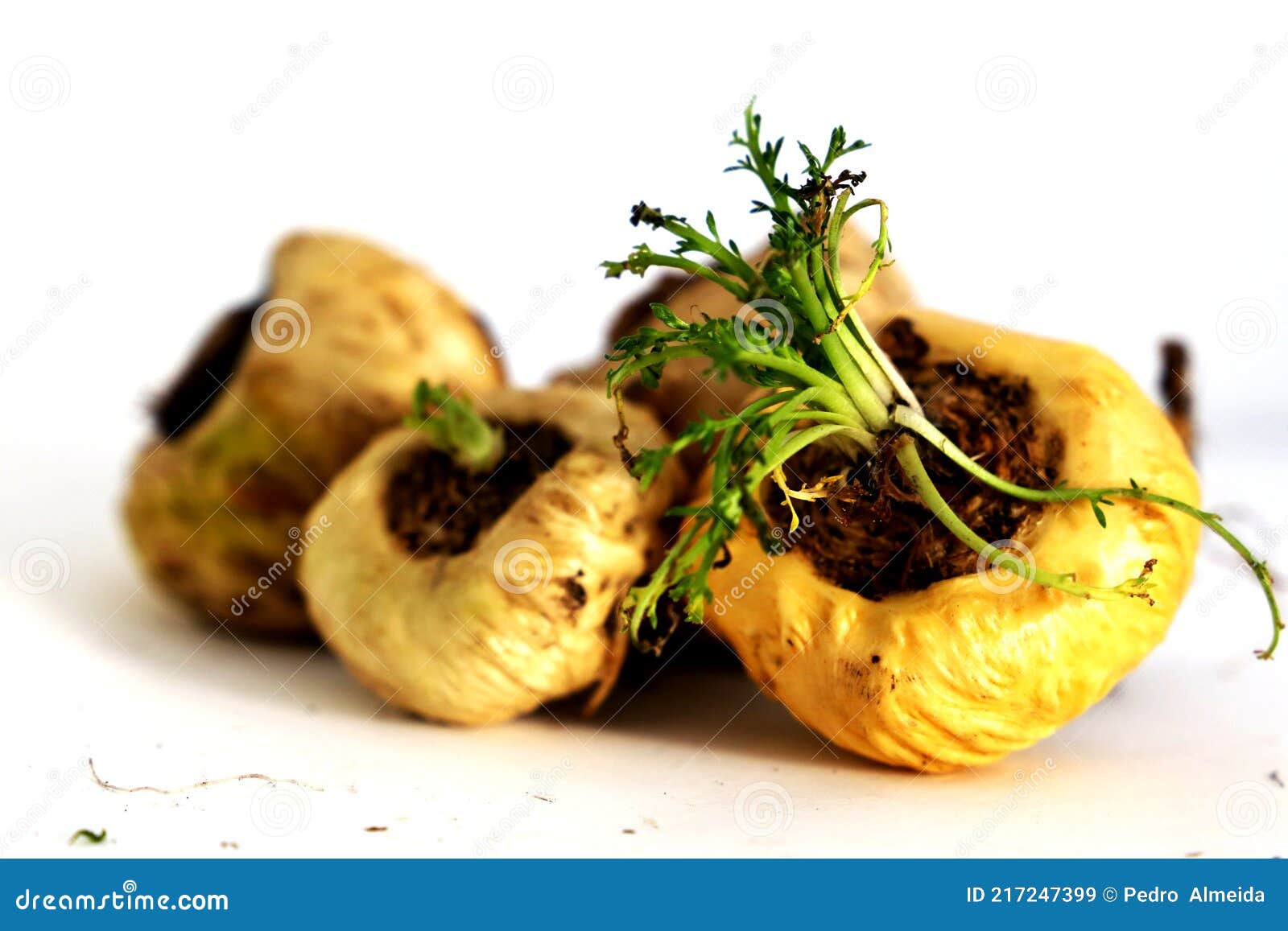 Fresh Maca Roots or Peruvian Ginseng Stock Image - Image of cuisine ...