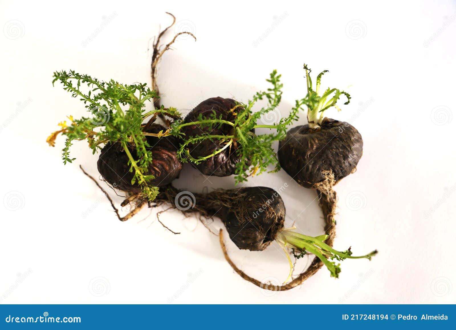 Fresh Maca Roots or Peruvian Ginseng Stock Photo - Image of cuisine ...