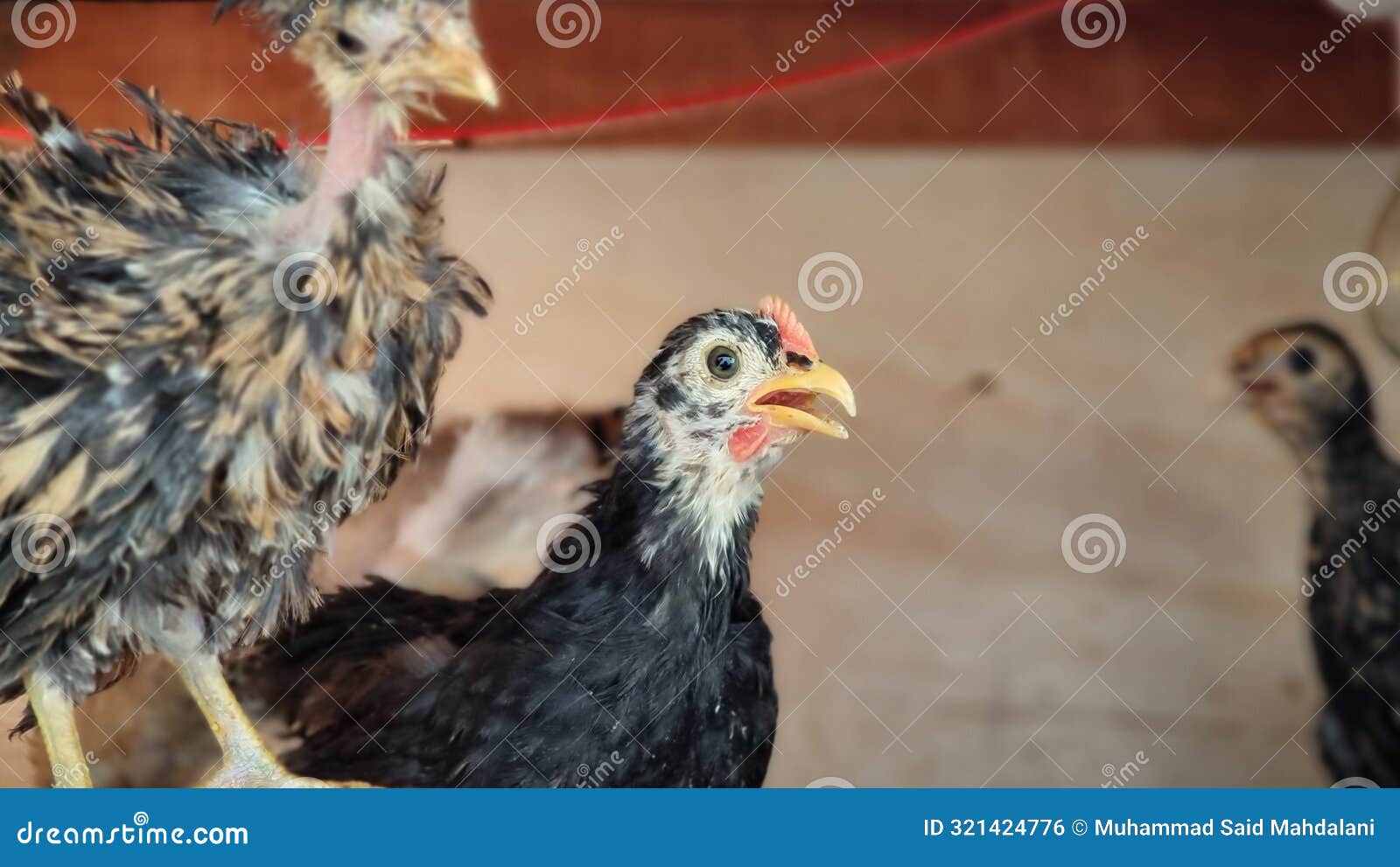 Various Types of Pet Chickens are Raised in Cages. Beautiful Pet ...