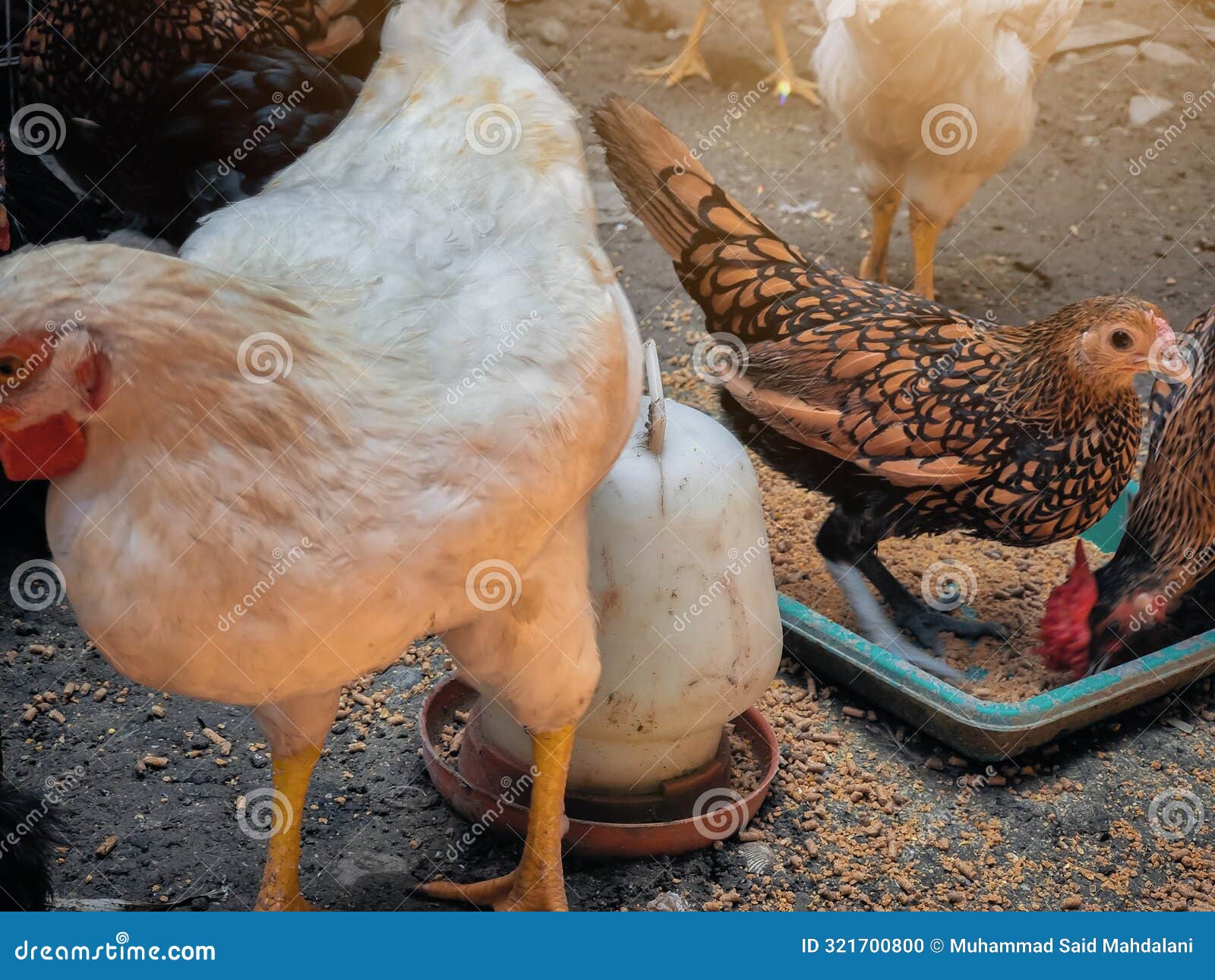 Various Types of Pet Chickens are Raised in Cages. Beautiful Pet ...