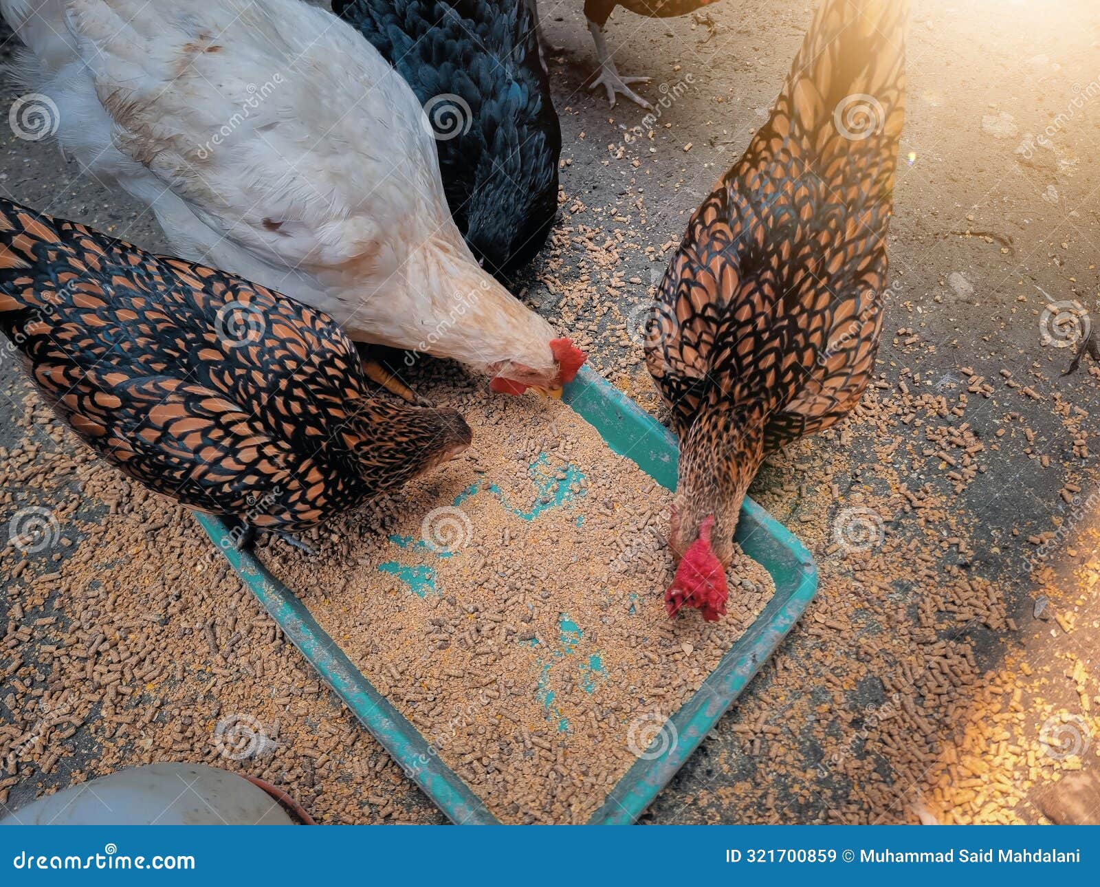 Various Types of Pet Chickens are Raised in Cages. Beautiful Pet ...