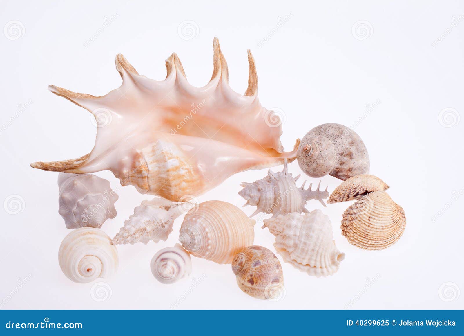 Various Types of Sea Shells Isolated on White Background Stock Image ...