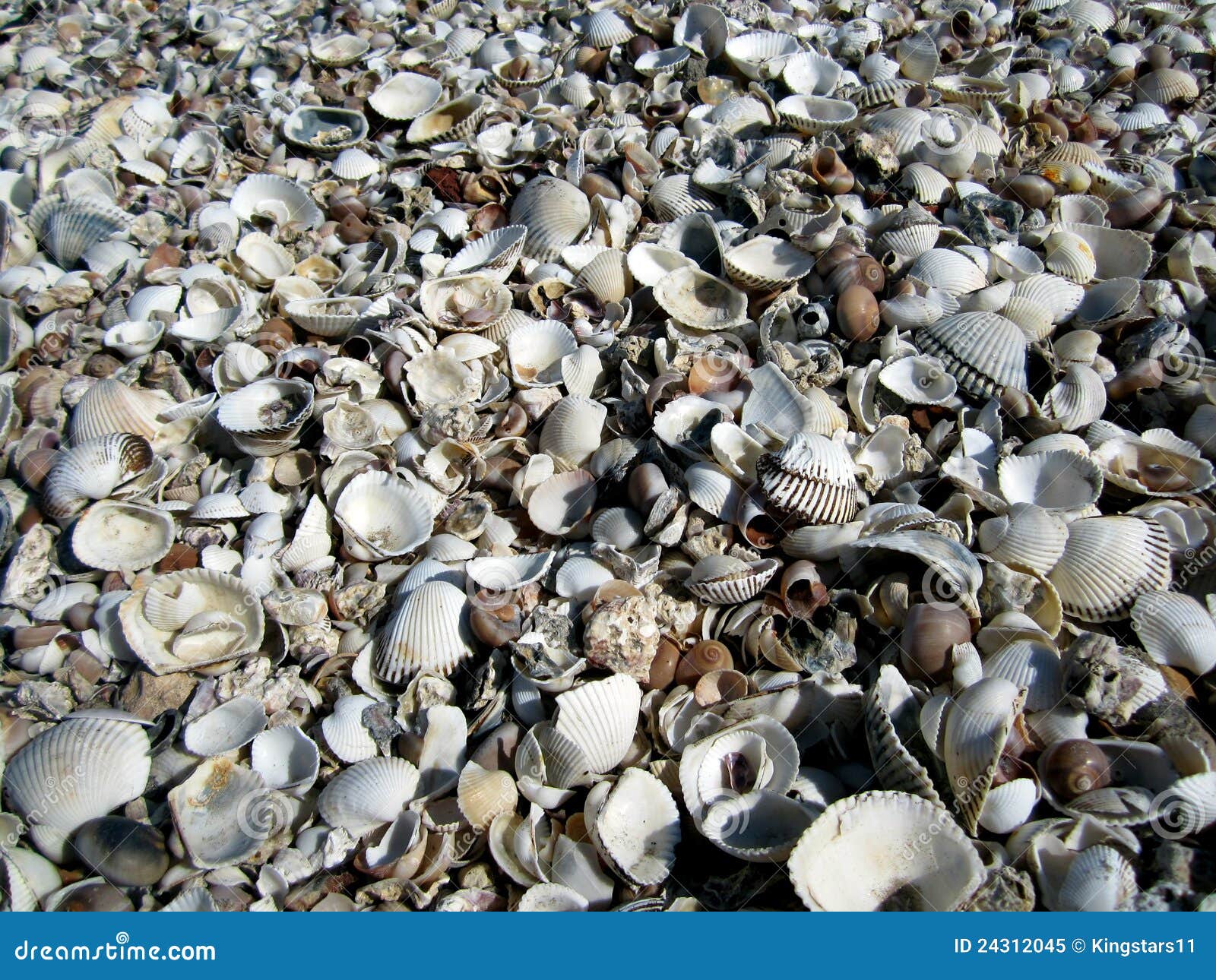 Various types of seashells stock image. Image of coral - 24312045
