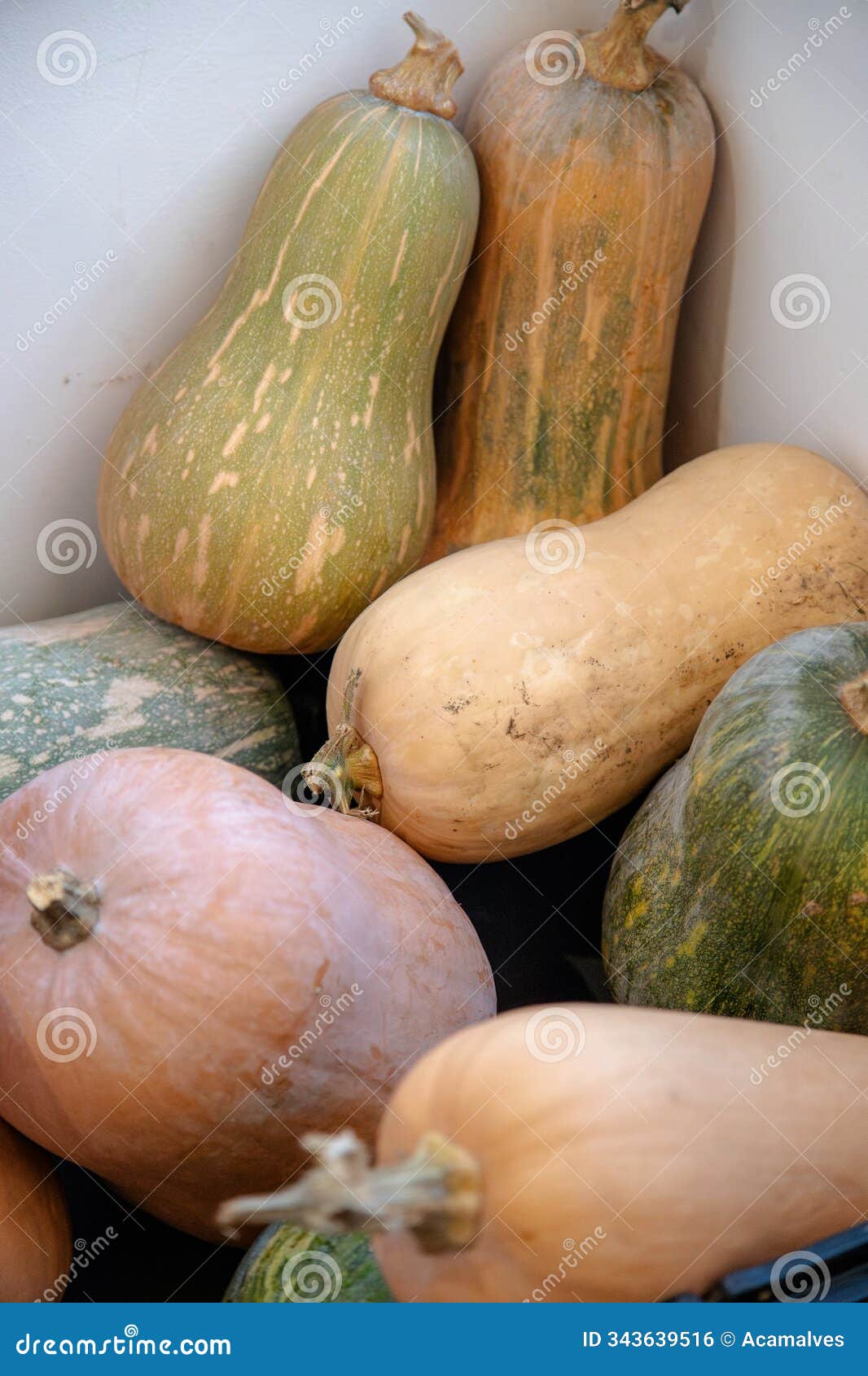 Various Types of Squash, Including Butternut and Green Pumpkin ...