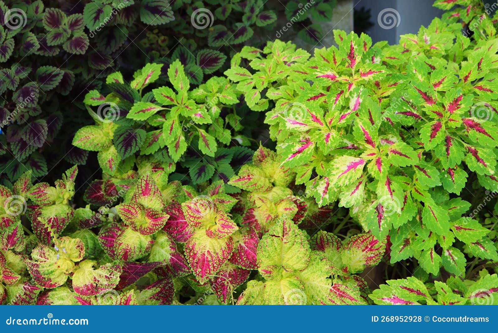 Coleus Tricolor (Coleus Sp) Is A Unique Ornamental Plant. Royalty-Free ...