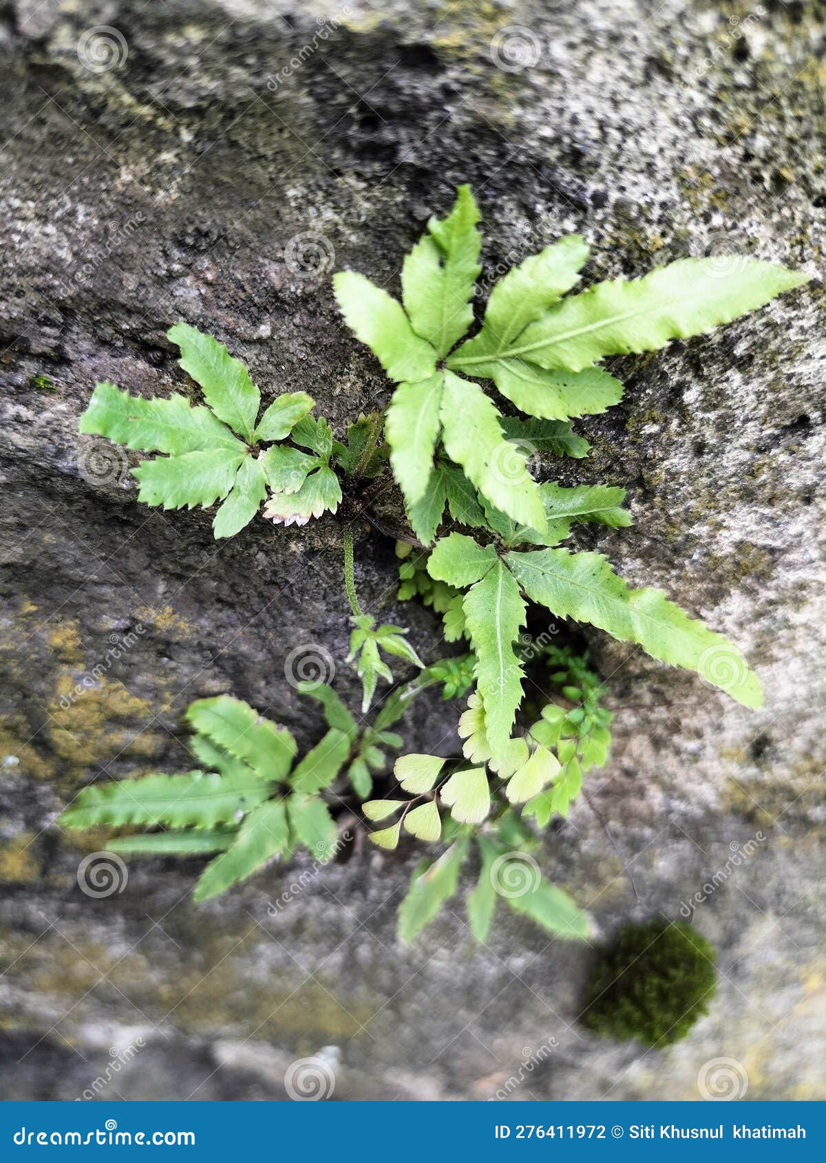 Various Types of Suplir Plants on the Cliff Look Beautiful Stock Photo ...