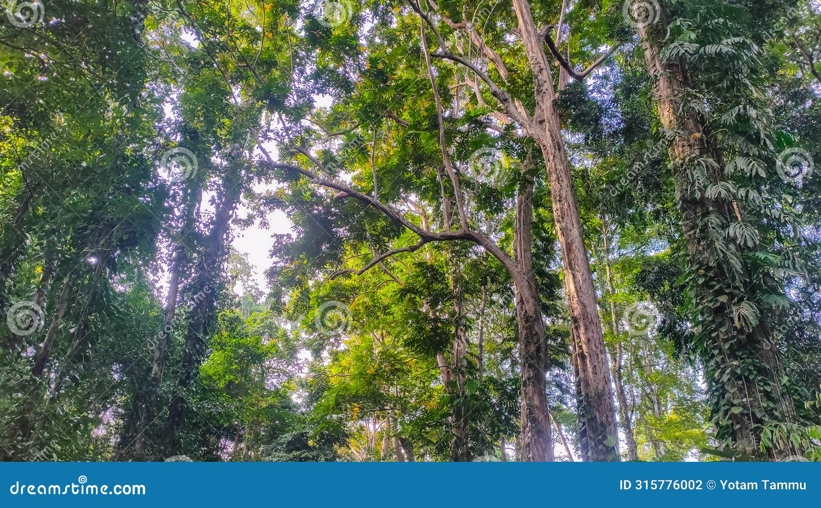 Various Types of Trees Grow Towering in the Tropical Forests of Papua ...