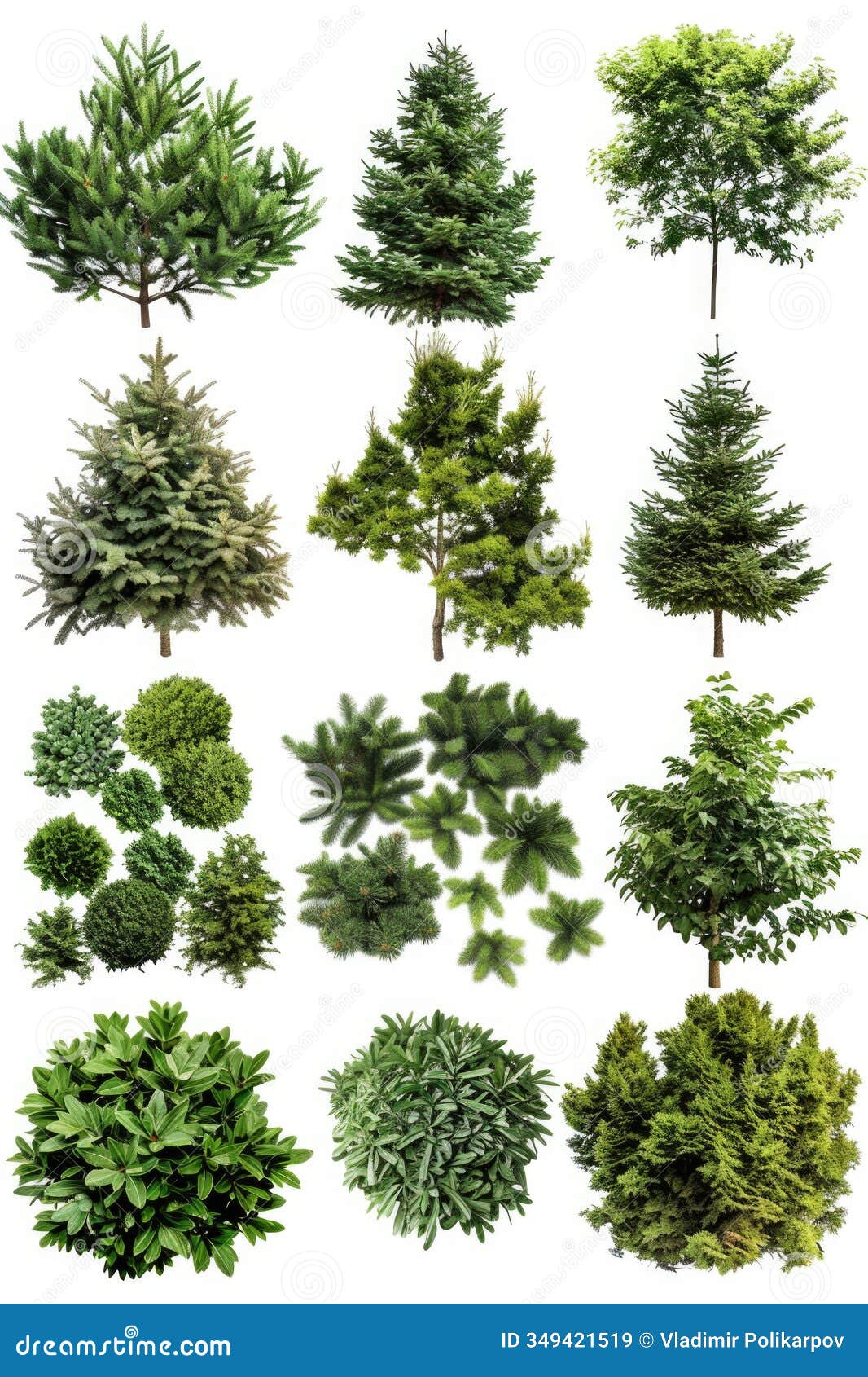 Various Types of Trees on a Plain White Background, Suitable for a Wide ...