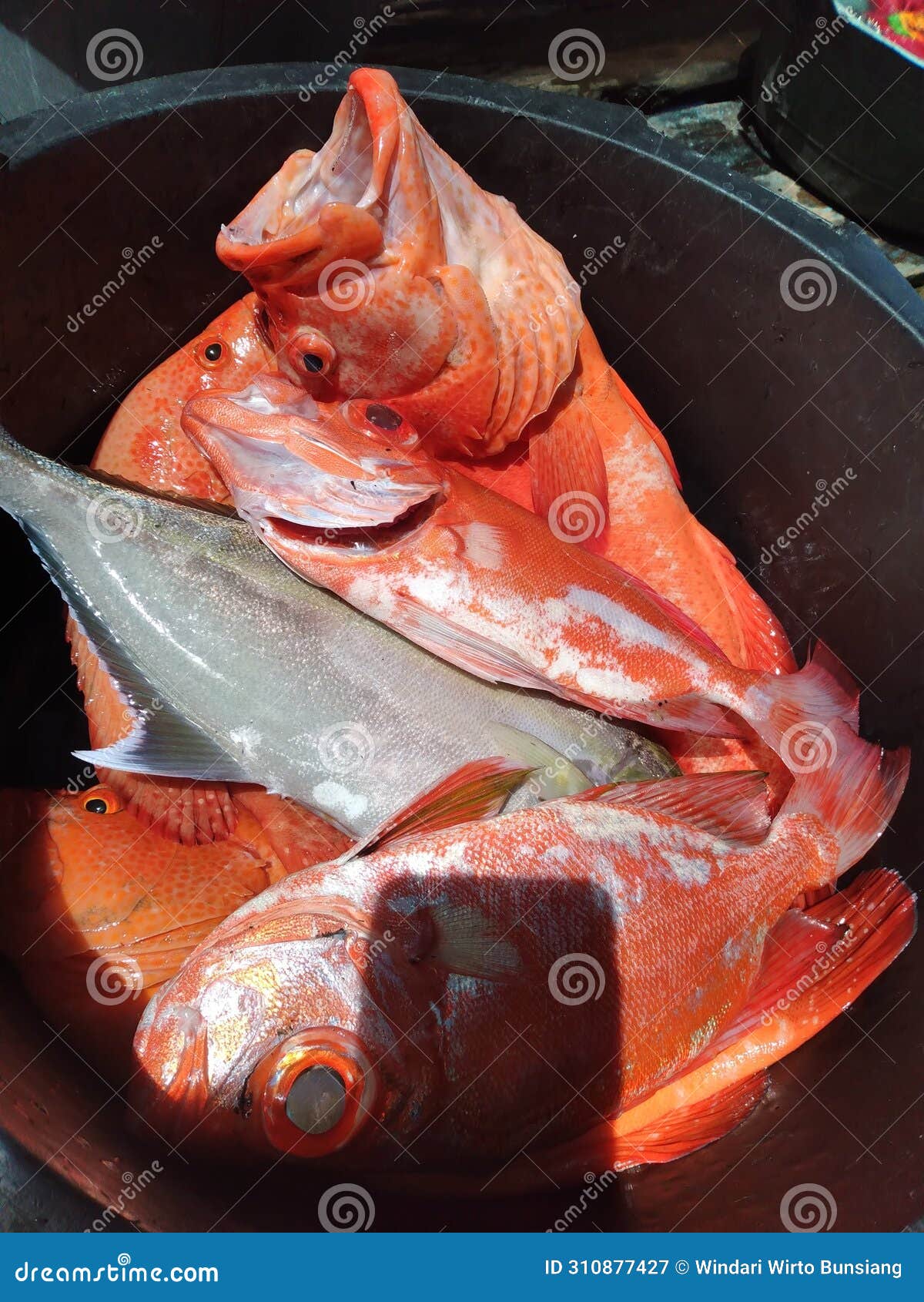 Various Types of Very Beautiful Red Skinned Fish Stock Image - Image of ...