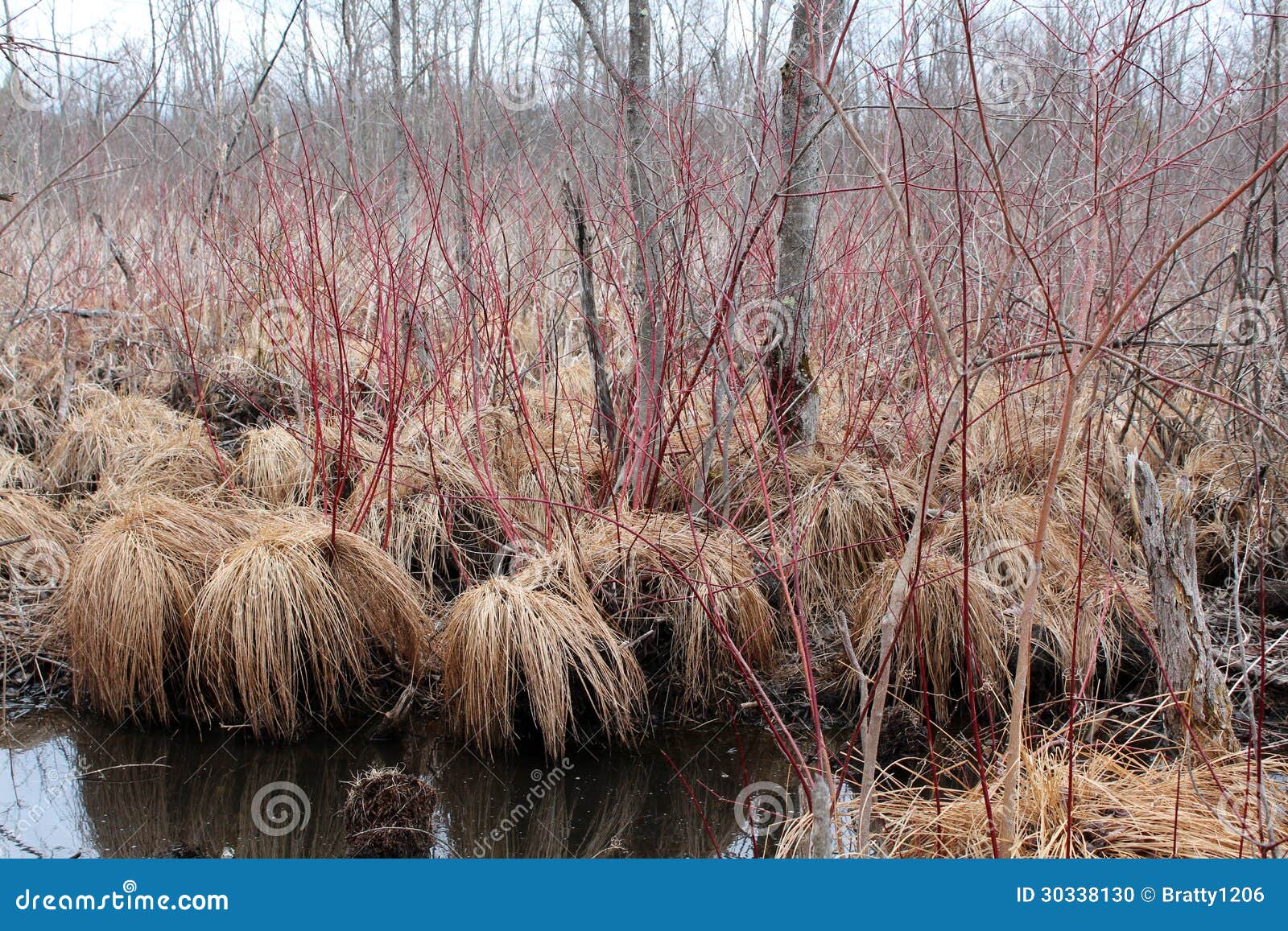 Various Vegetation in Protected Wetlands Stock Photo - Image of ...