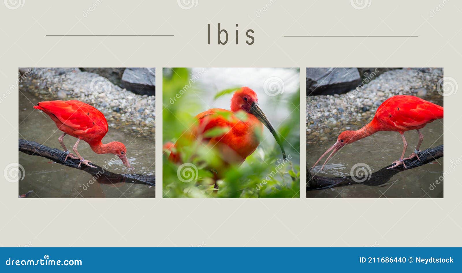 Various View of Beutiful Orange Ibis Stock Photo - Image of freedom ...