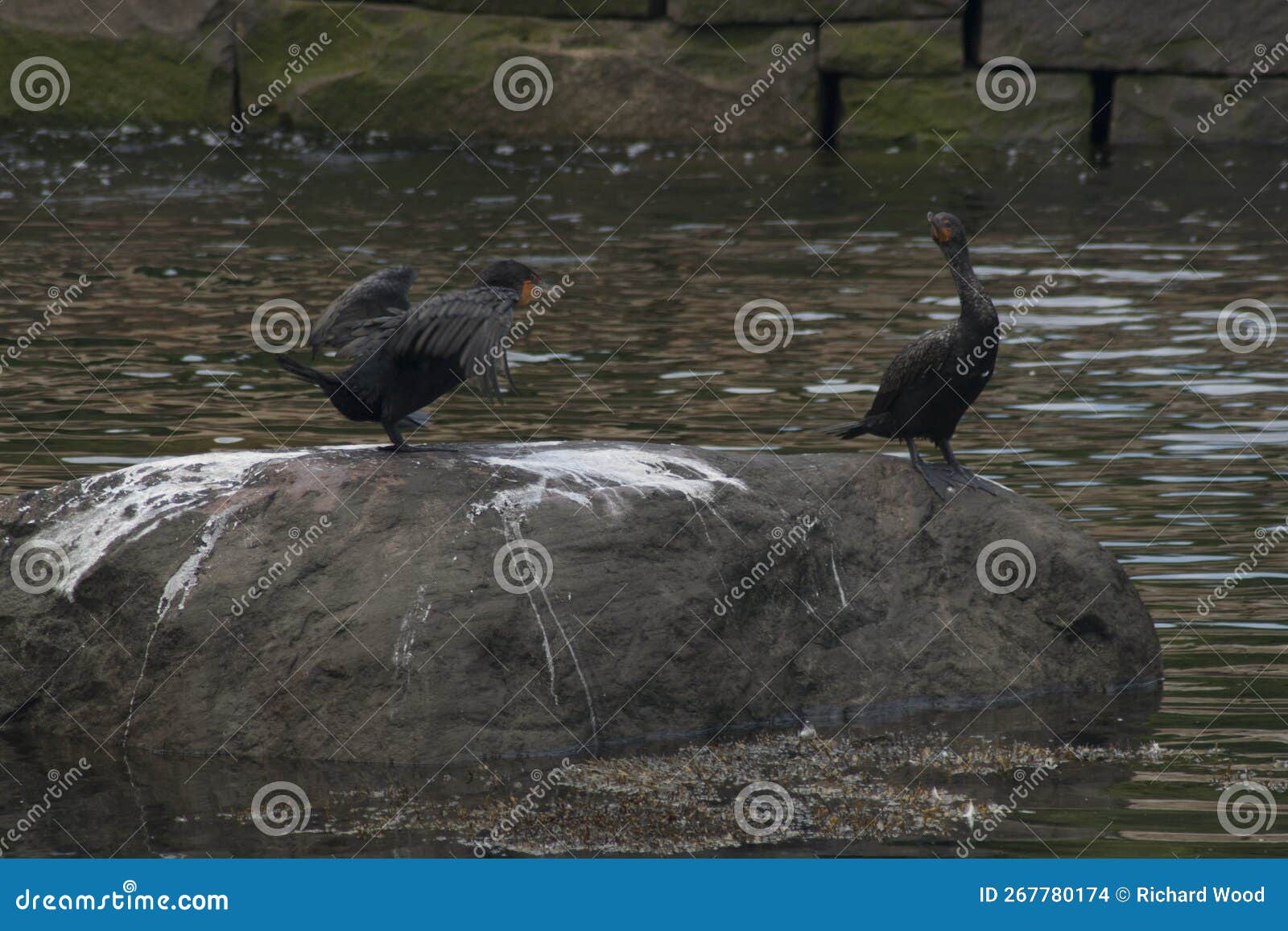 Cormorant Birds at Camden, Maine Stock Photo - Image of northeast ...
