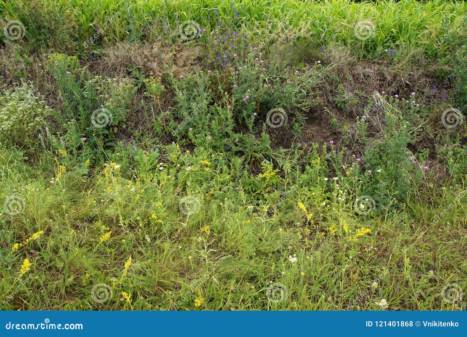 Various Weeds Surround Fields Stock Photo - Image of abstract, pattern ...