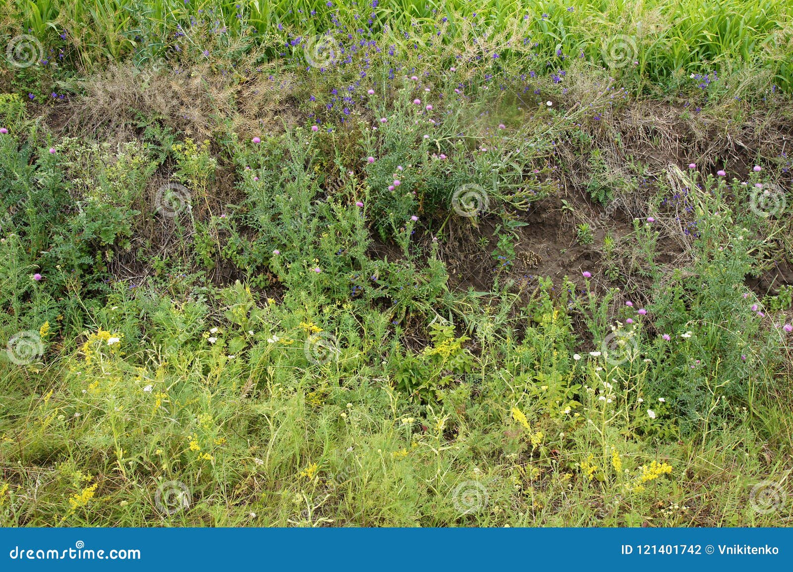 Various Weeds Surround Fields Stock Photo - Image of green, spring ...