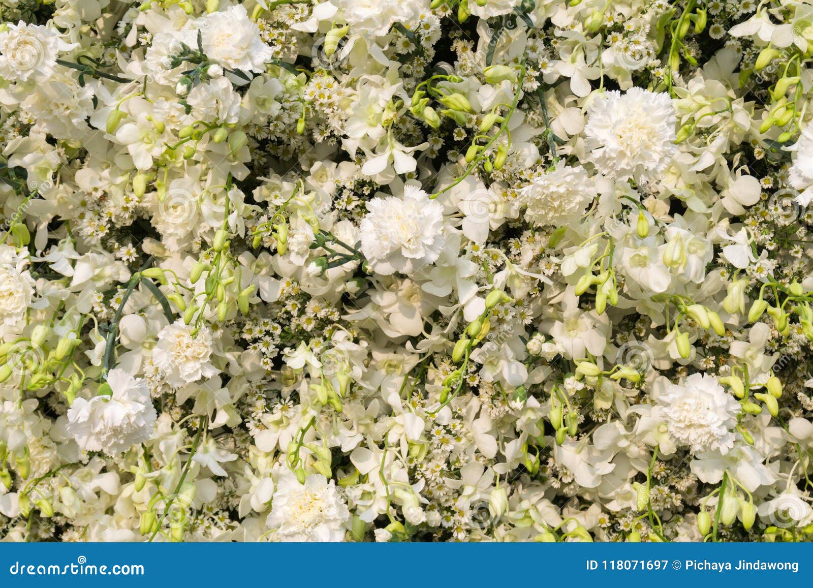 Various White Flower Background, Top View Stock Image - Image of bloom ...