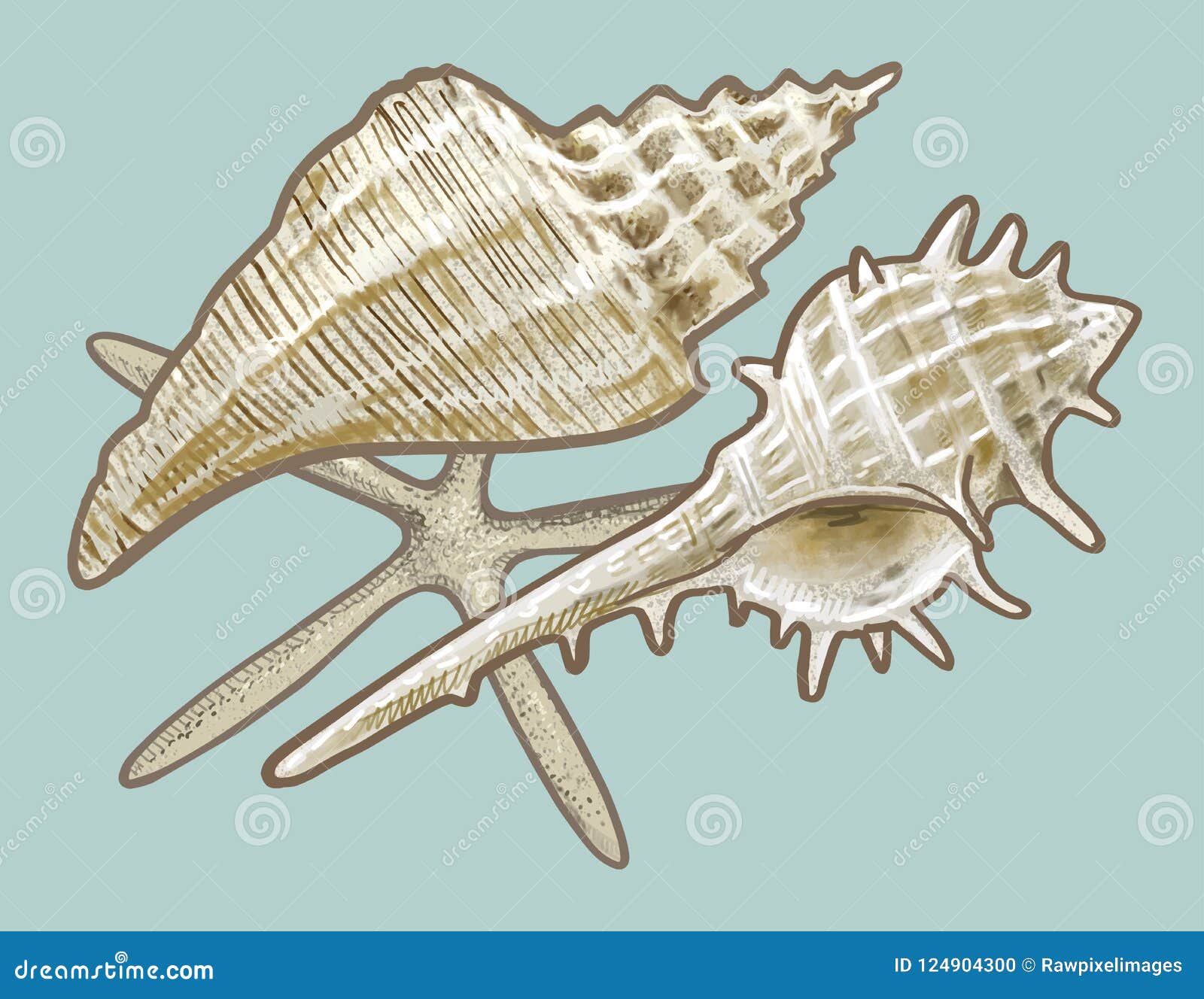 Various White Sea Shells Illustration Stock Vector - Illustration of ...