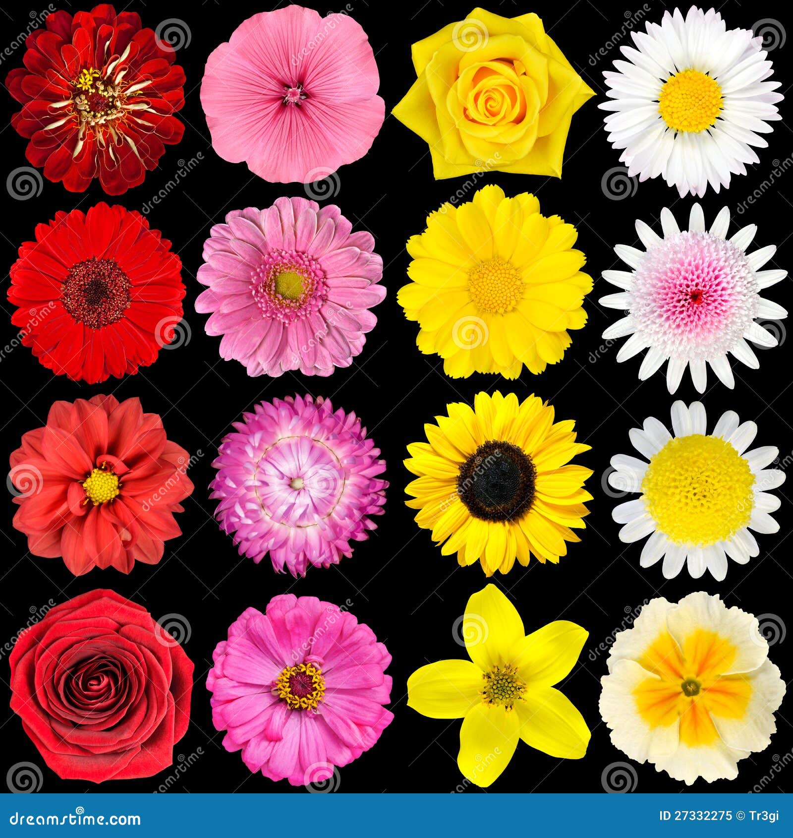 Various White, Yellow, Pink and Red Flowers Stock Image - Image of ...