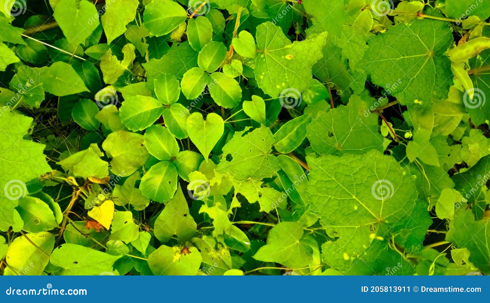 Various wild leaves stock image. Image of shrub, food - 205813911
