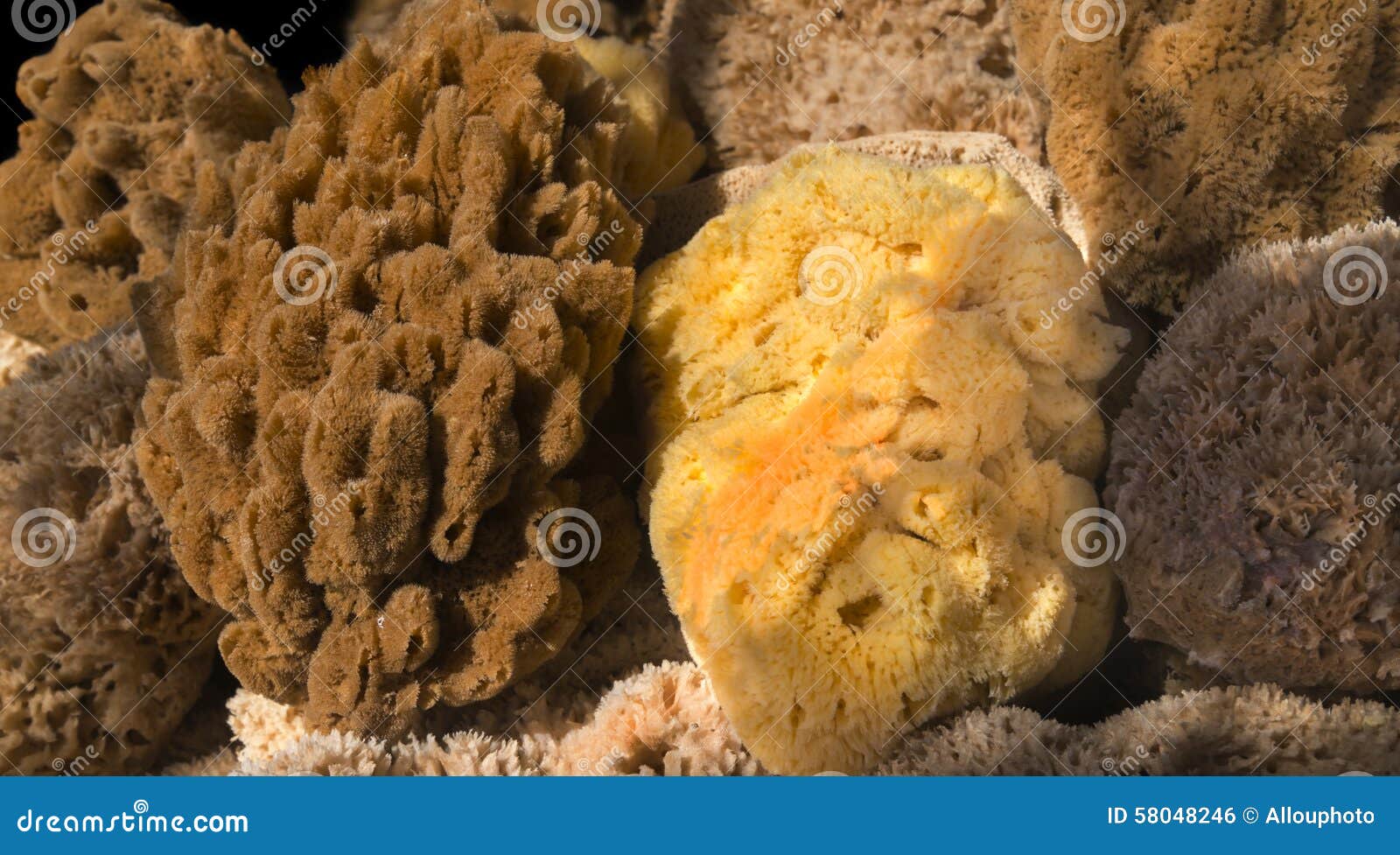 Various Yellow and Brown Sea Sponges Stock Photo - Image of ...