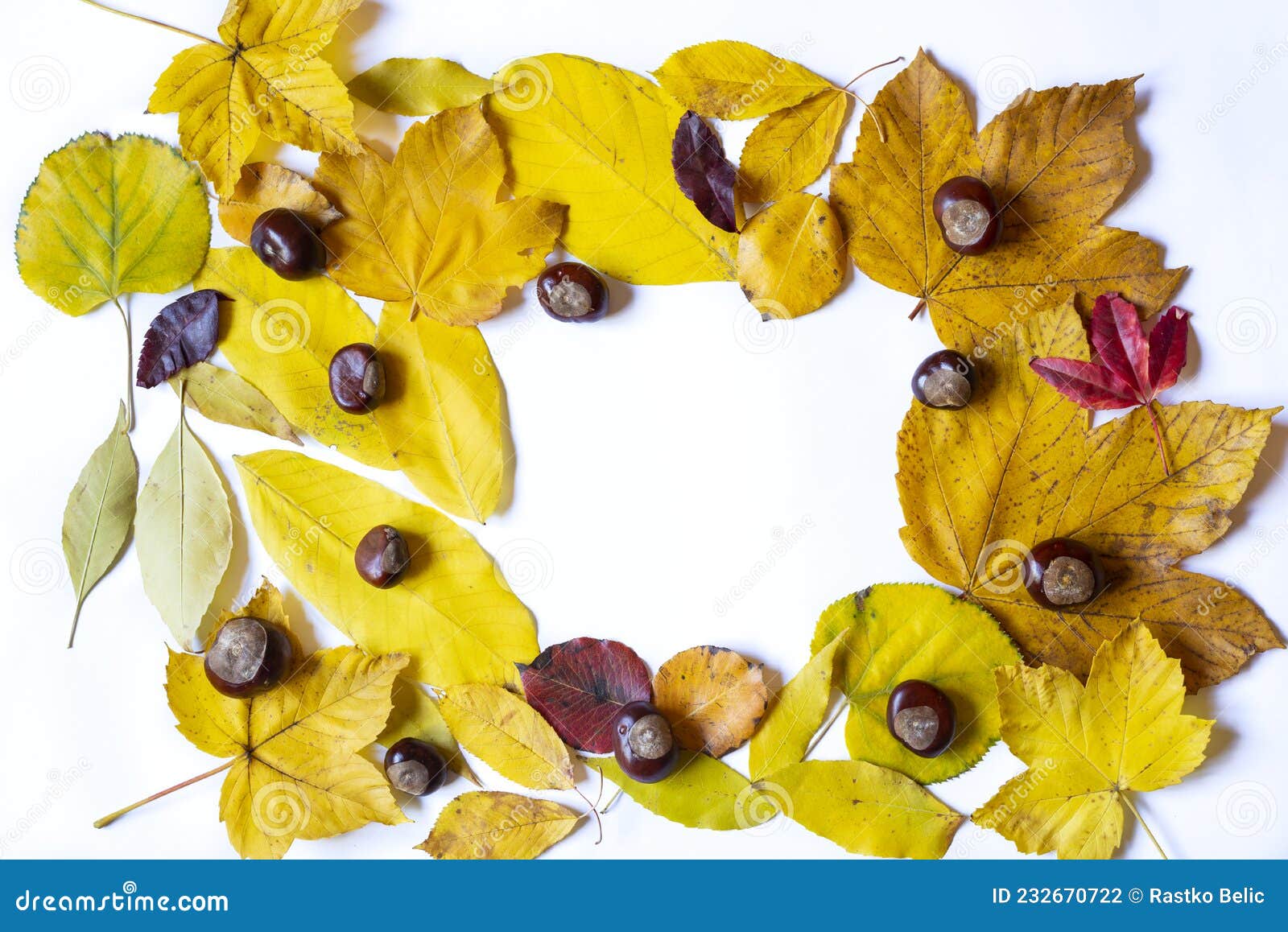 Various Yellow Leafs and Chestnuts Making a Frame Isolated on White ...