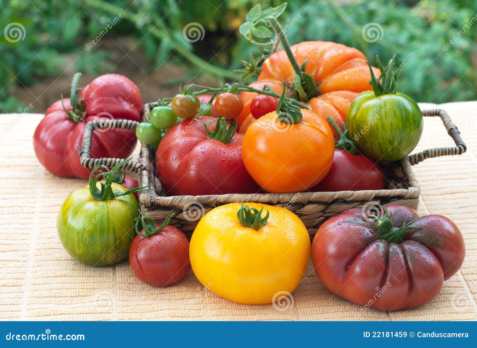 Varitey of Freshly Picked, Home Grown Tomatoes Stock Image - Image of ...