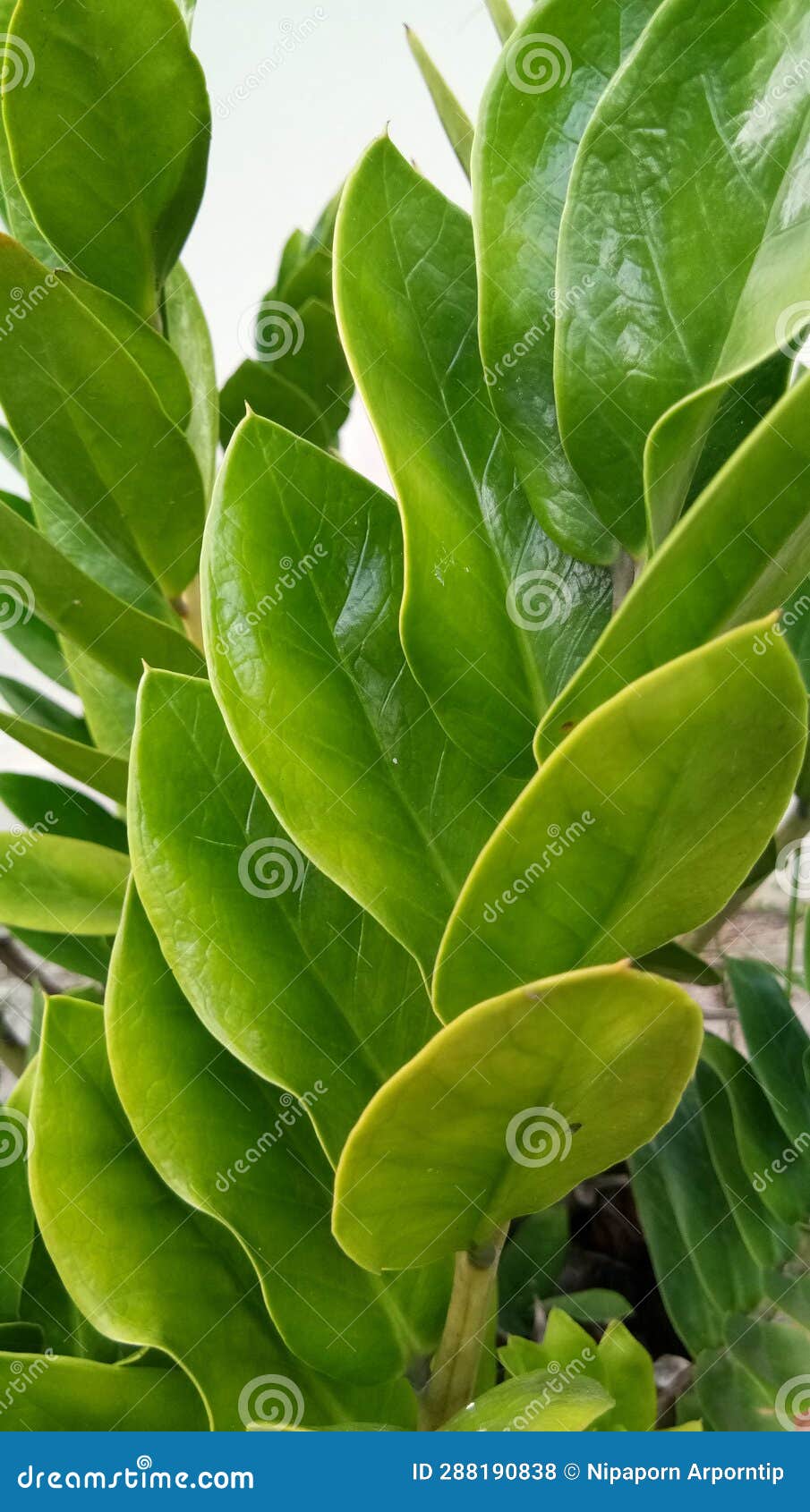 Greenery Lovely Garden is Good Environment Stock Photo - Image of ...