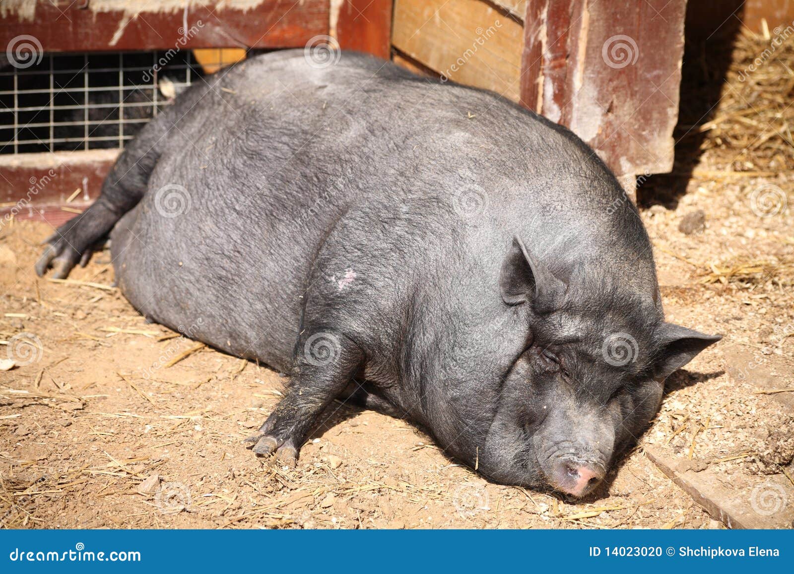 Varken stock foto. Image of economie, dier, kweker, zwart - 14023020