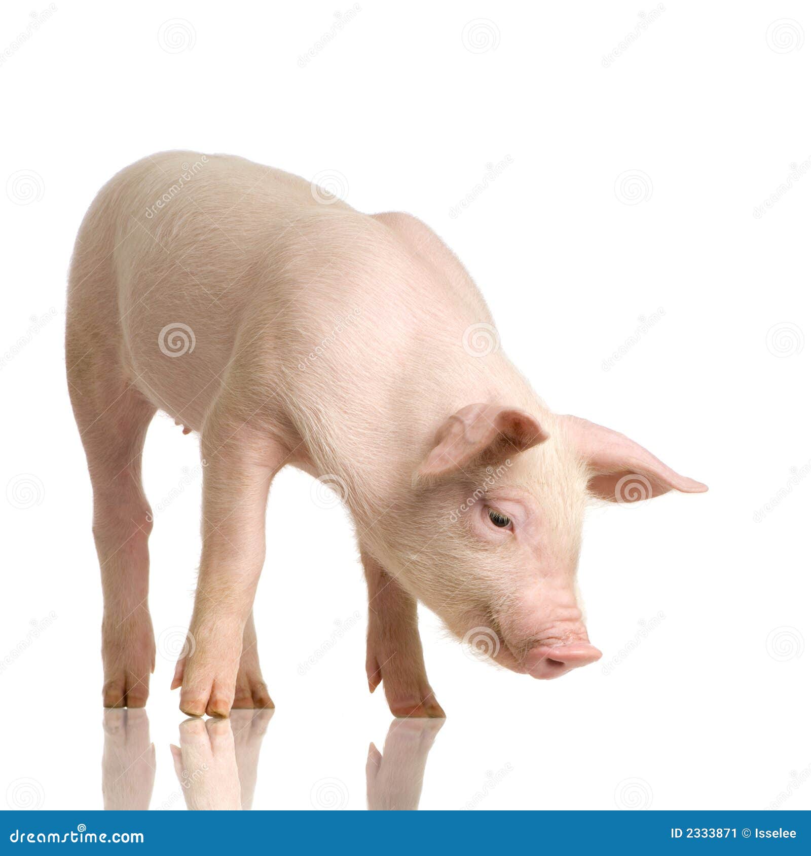 Varken stock afbeelding. Image of landbouw, geïsoleerd - 2333871