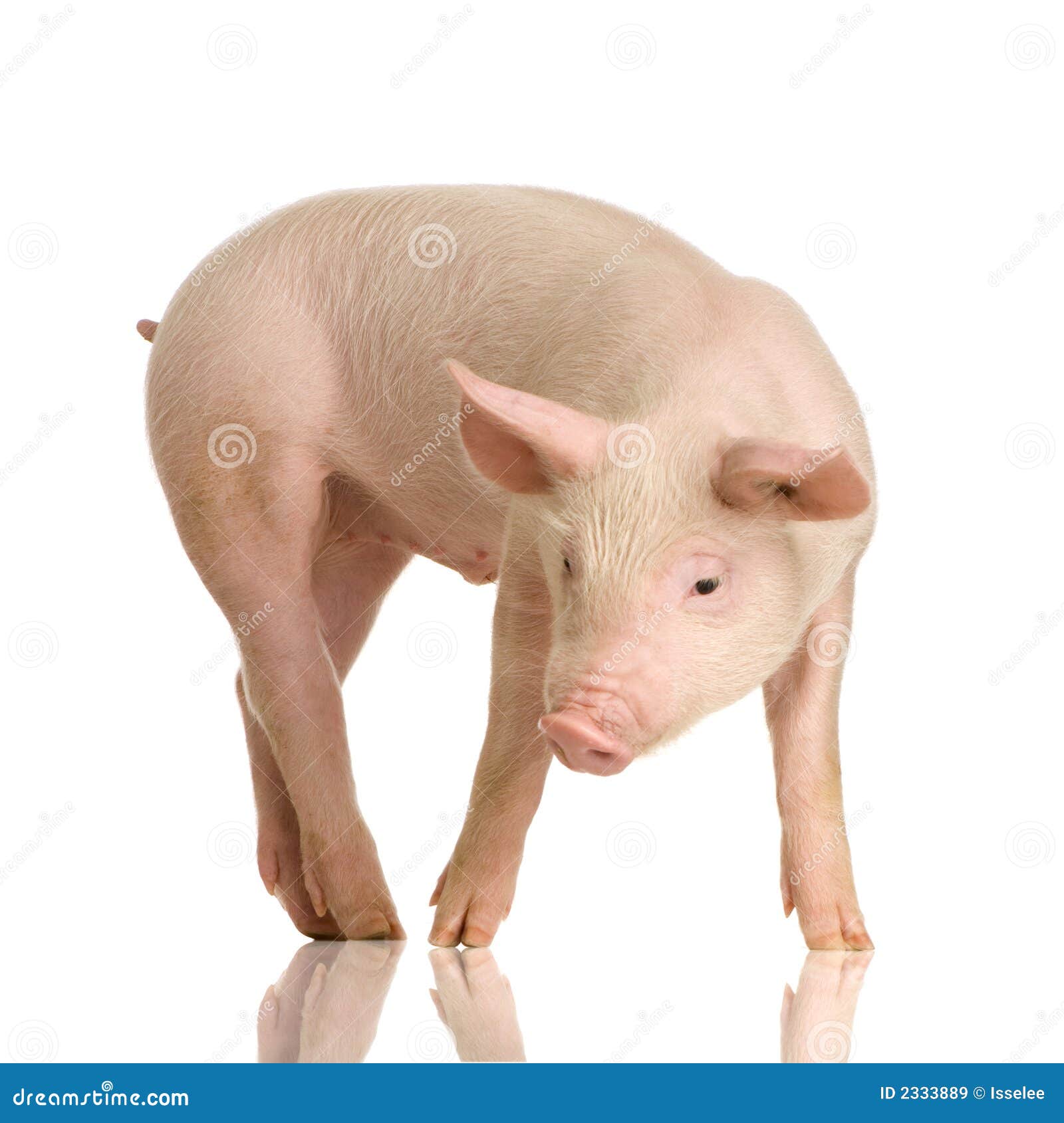 Varken stock afbeelding. Image of varken, biggetje, beer - 2333889