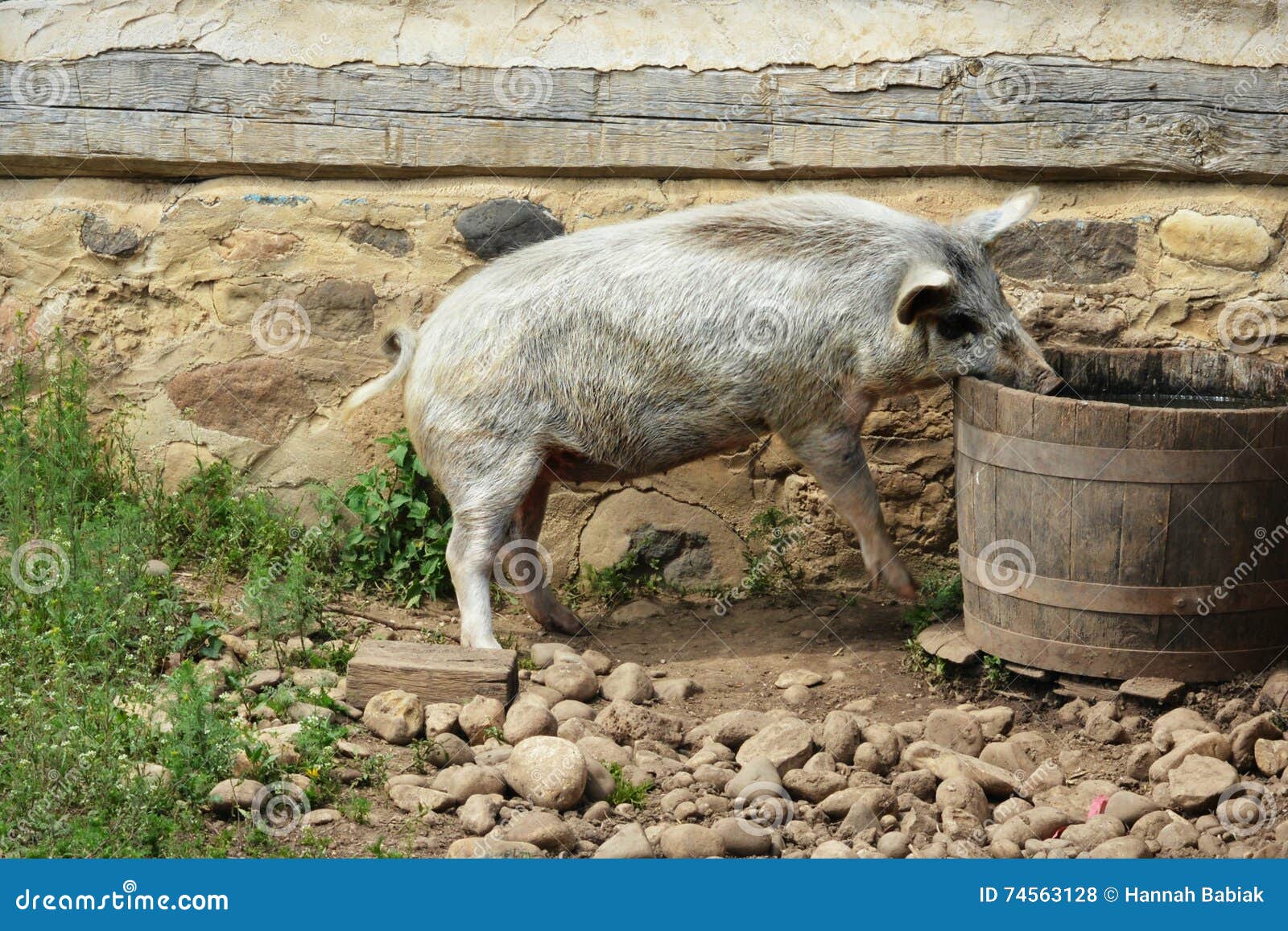 Varkens Drinkwater van Vat stock foto. Image of benen - 74563128