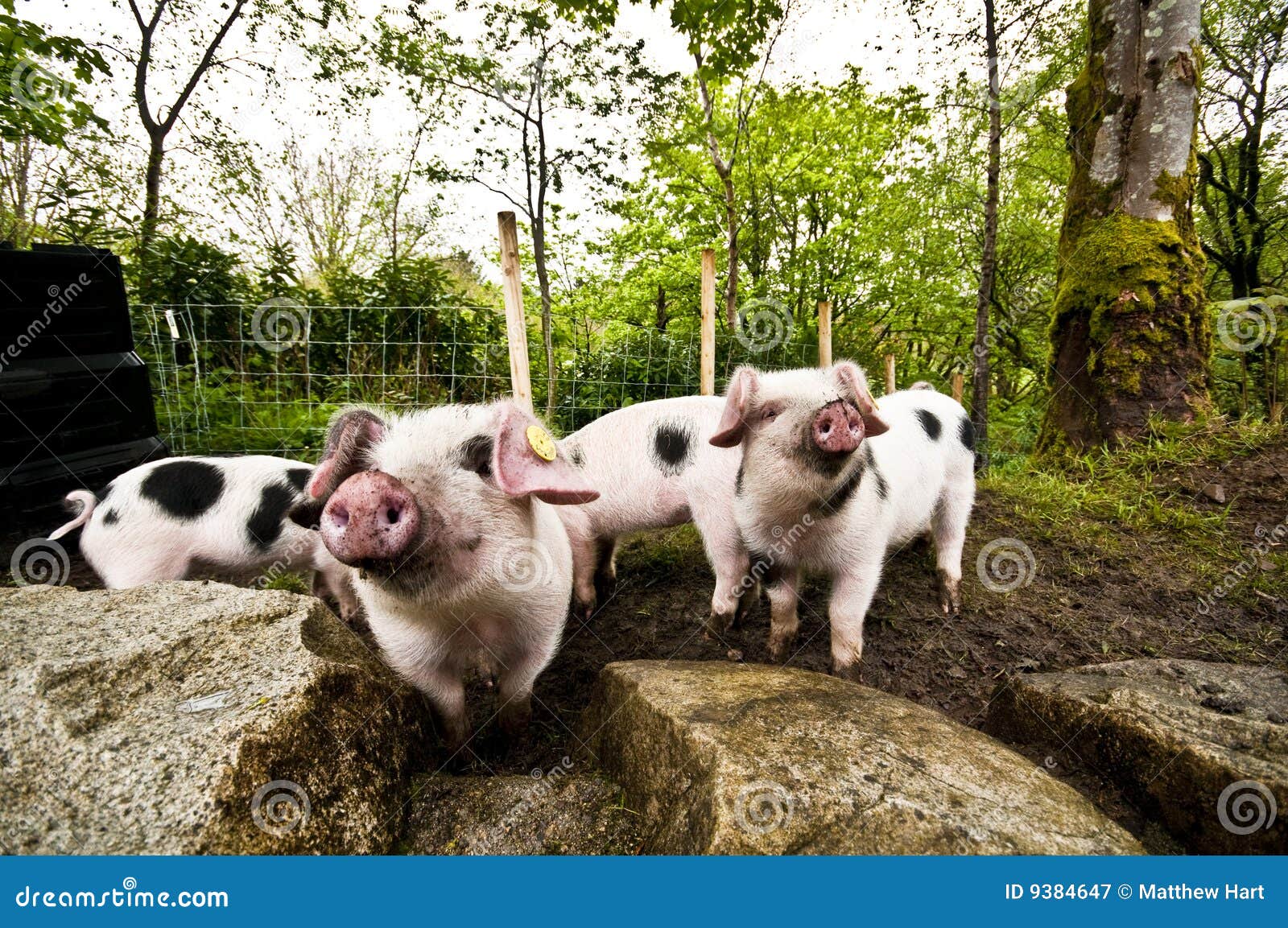 Varkens in Mest stock afbeelding. Image of landbouw, moeder - 9384647