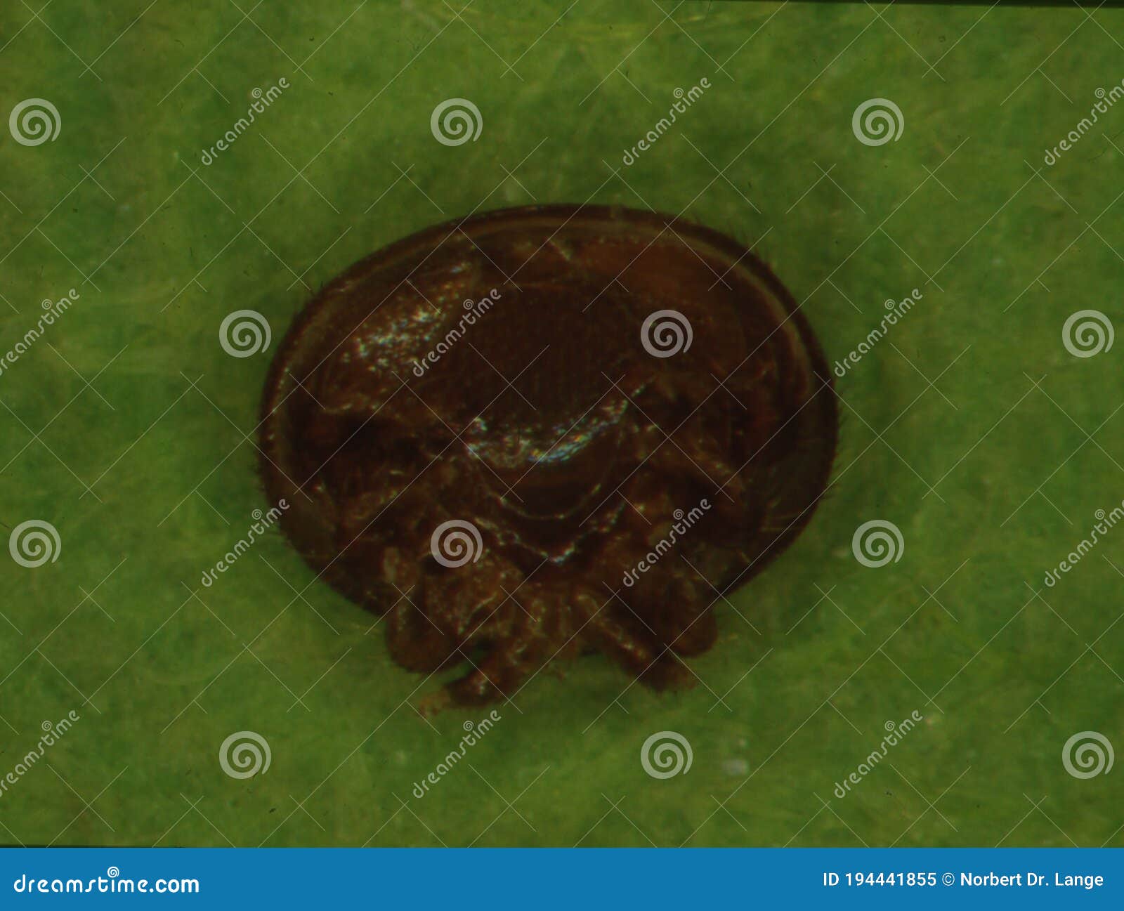 Varroa bee mite stock image. Image of creepycrawlies - 194441855
