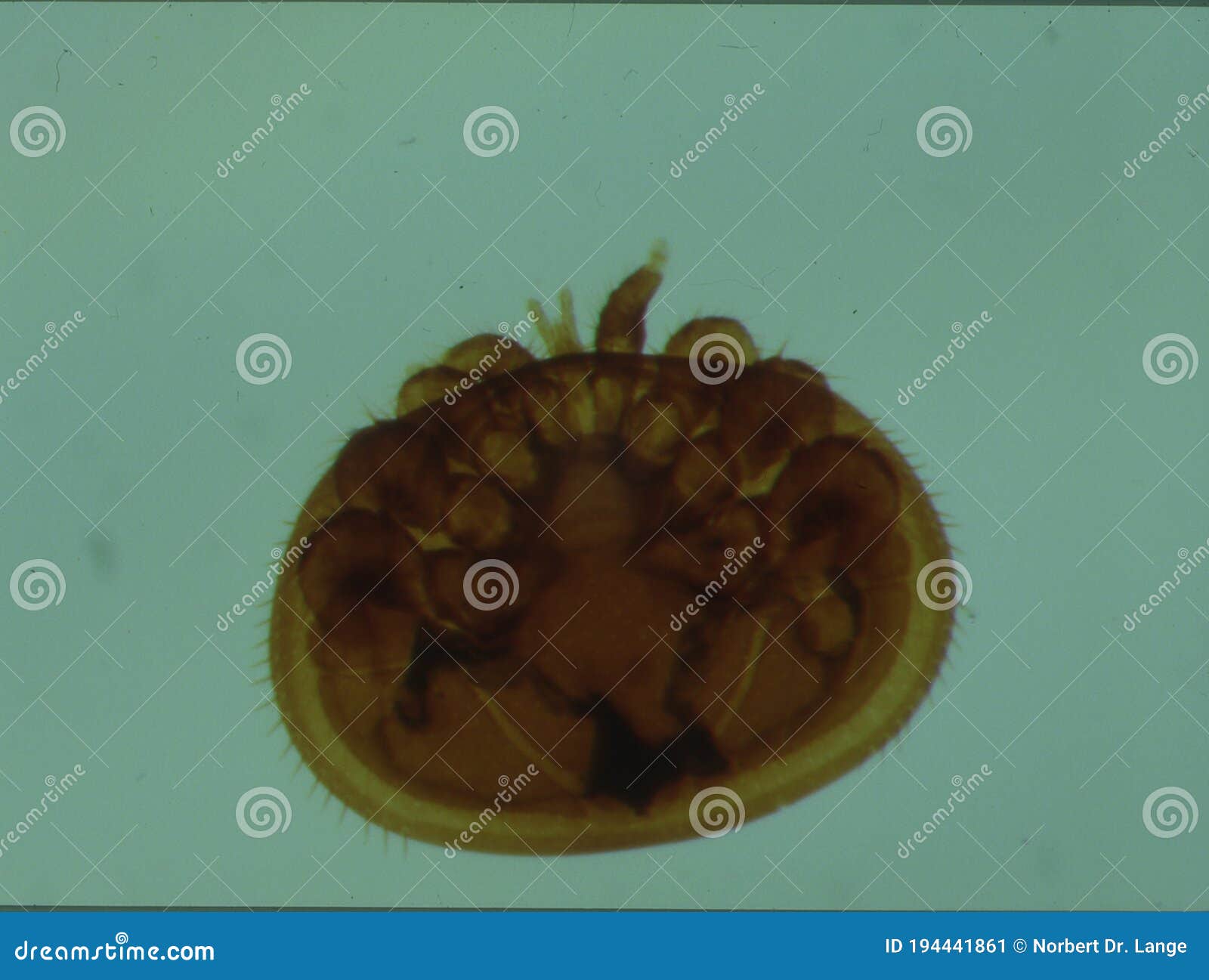 Varroa bee mite stock image. Image of arachnids, claw - 194441861