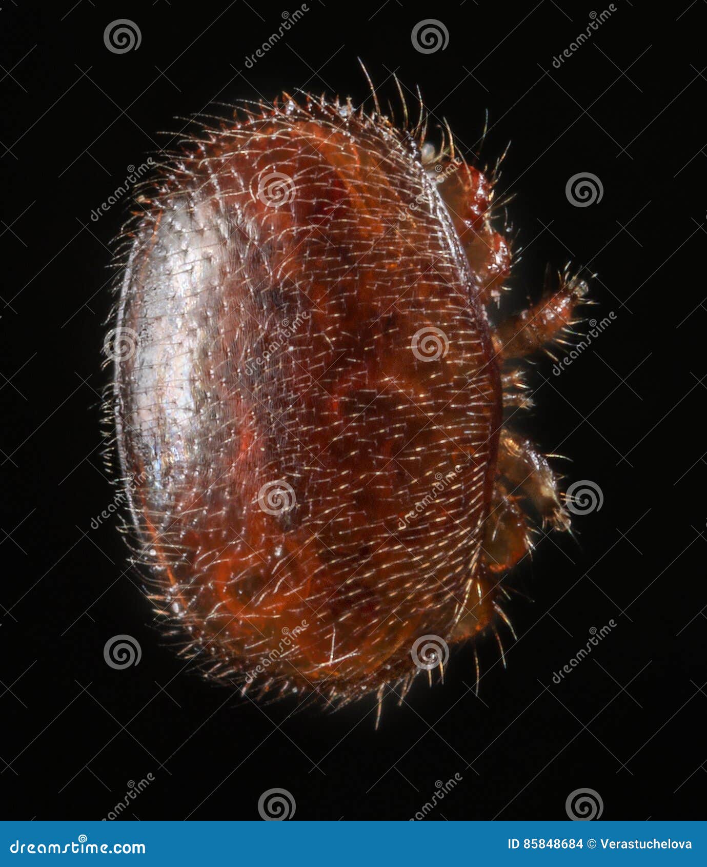 Varroa De Parasiet Van De Vuilverbrandingsovenbij Stock Foto - Image of ...