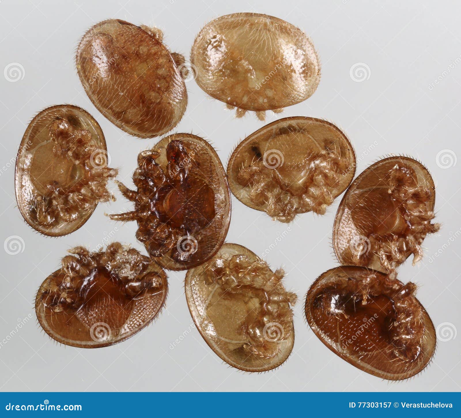 Varroa destructor stock image. Image of spider, honey - 77303157