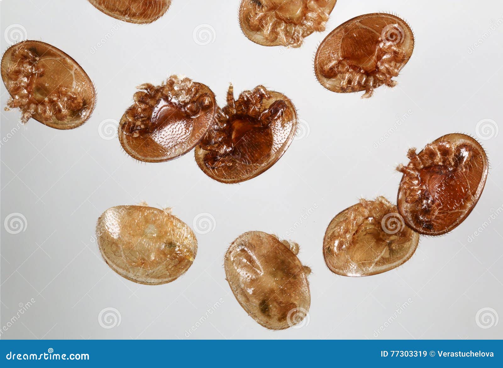 Varroa destructor stock image. Image of macro, mite, varroa - 77303319
