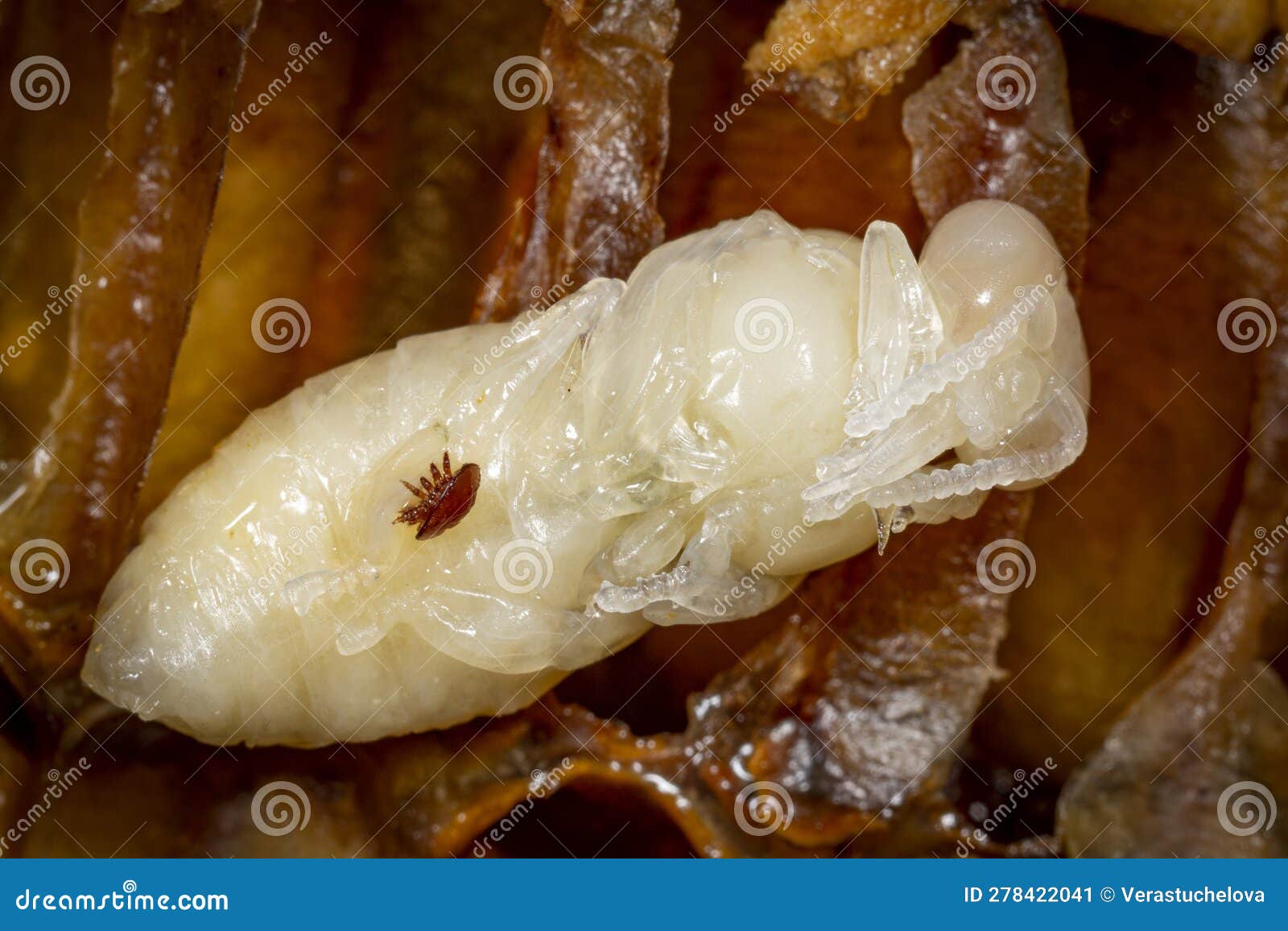 The Varroa Destructor Bee Parasite on a Nymph of Bee Stock Image ...