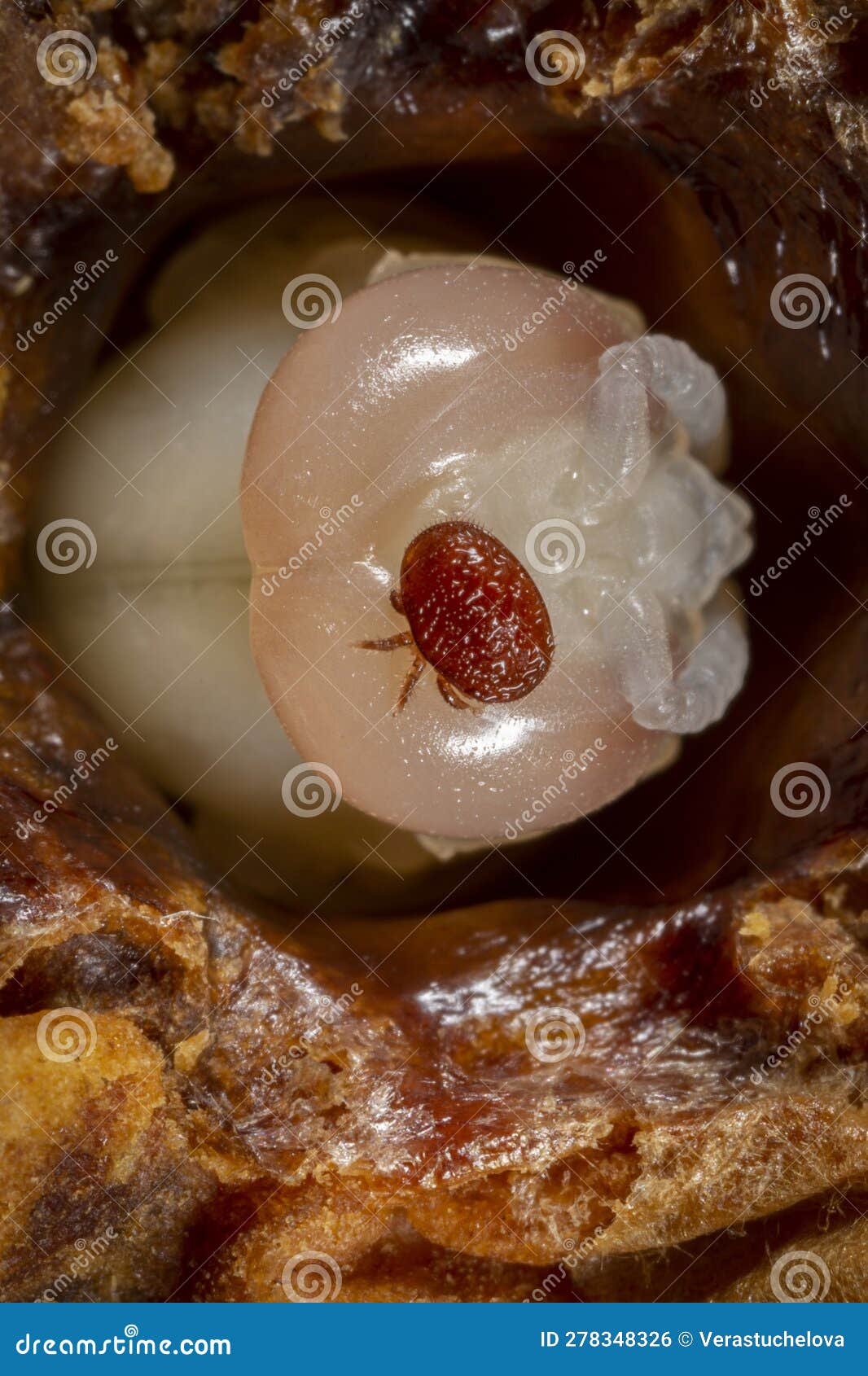 The Varroa Destructor Bee Parasite on a Nymph of Bee Stock Photo ...